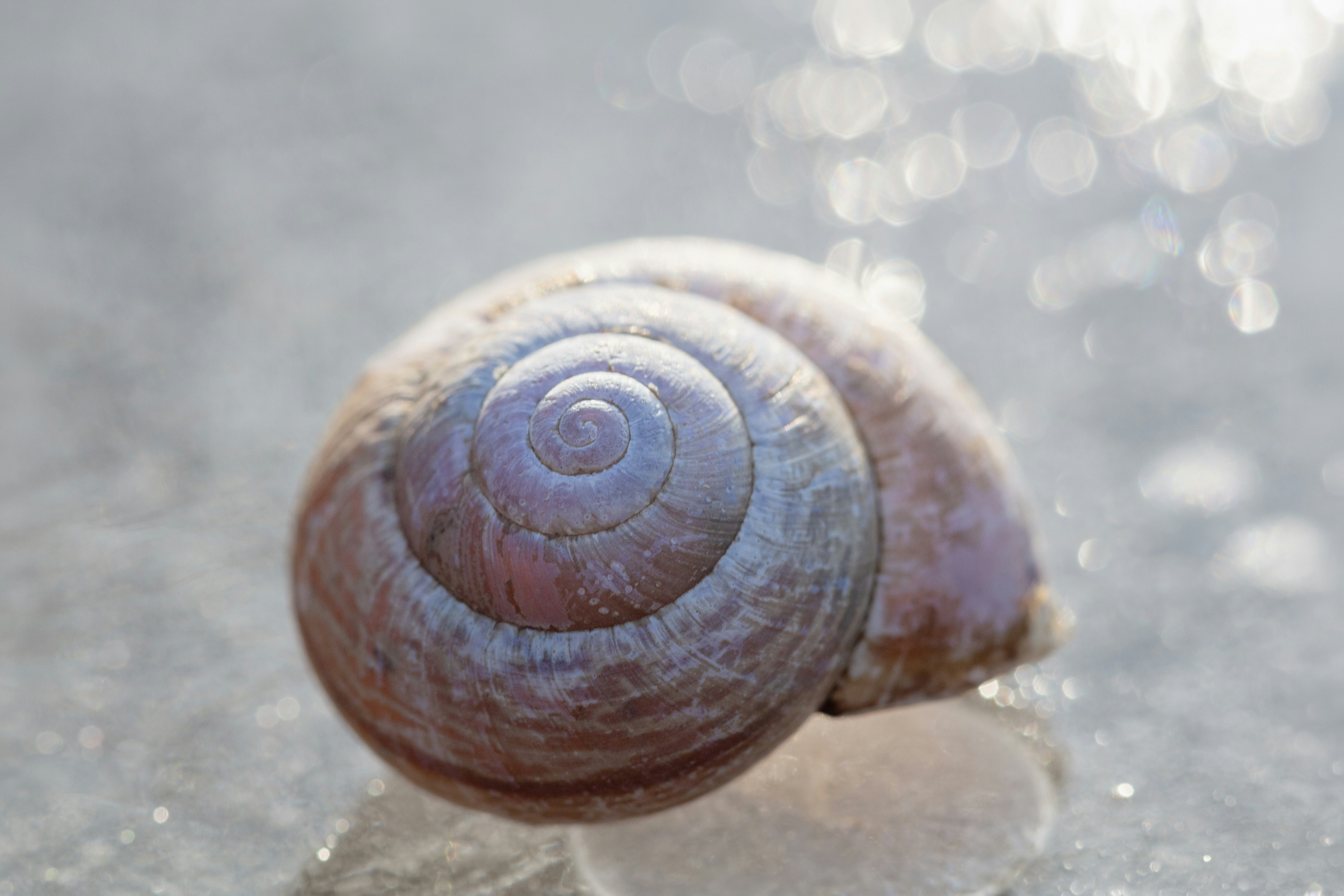 Coiled Shell in Soft Beach Light