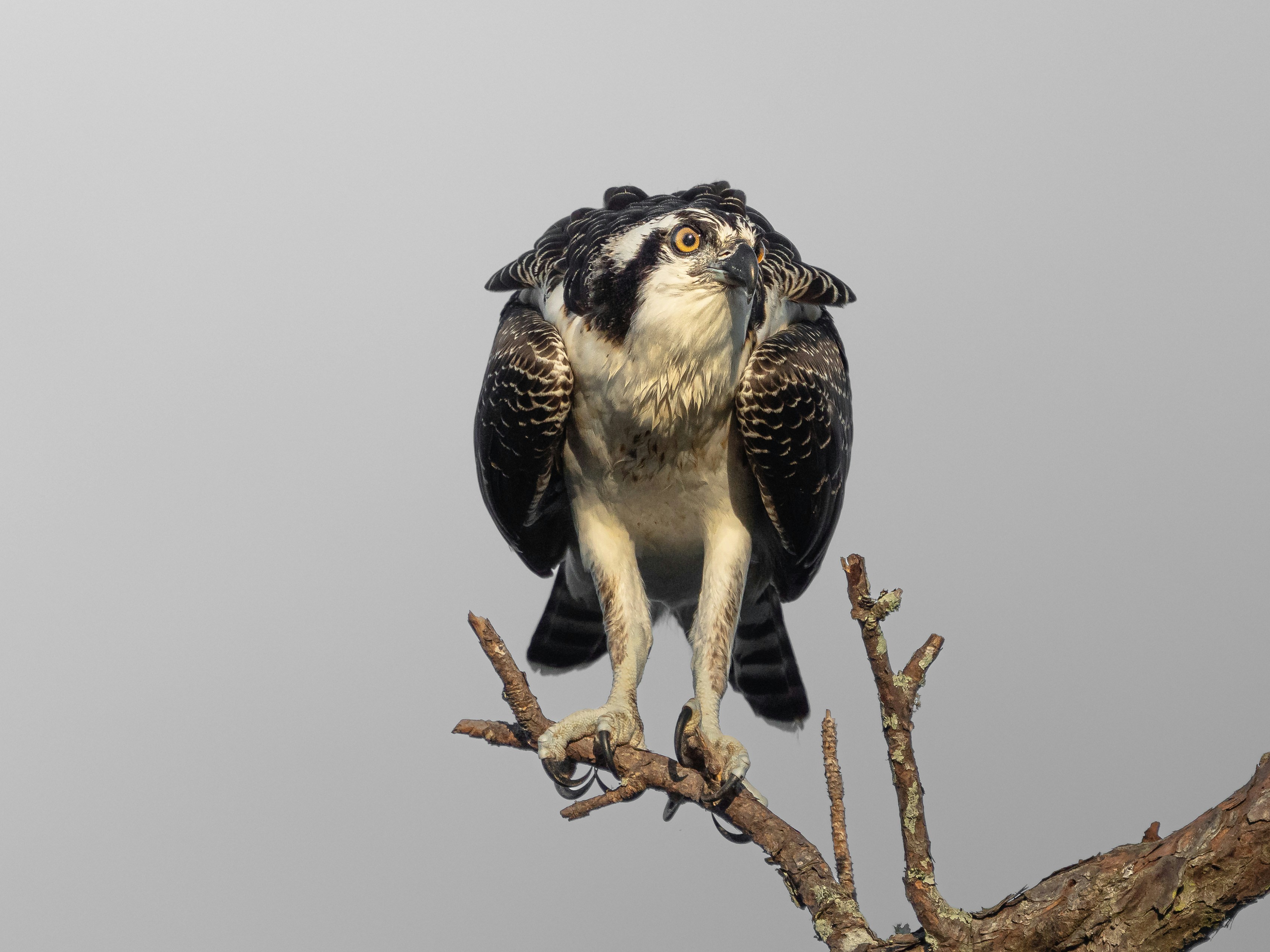 Giant-eyed Peregrine on a Weathered Bough