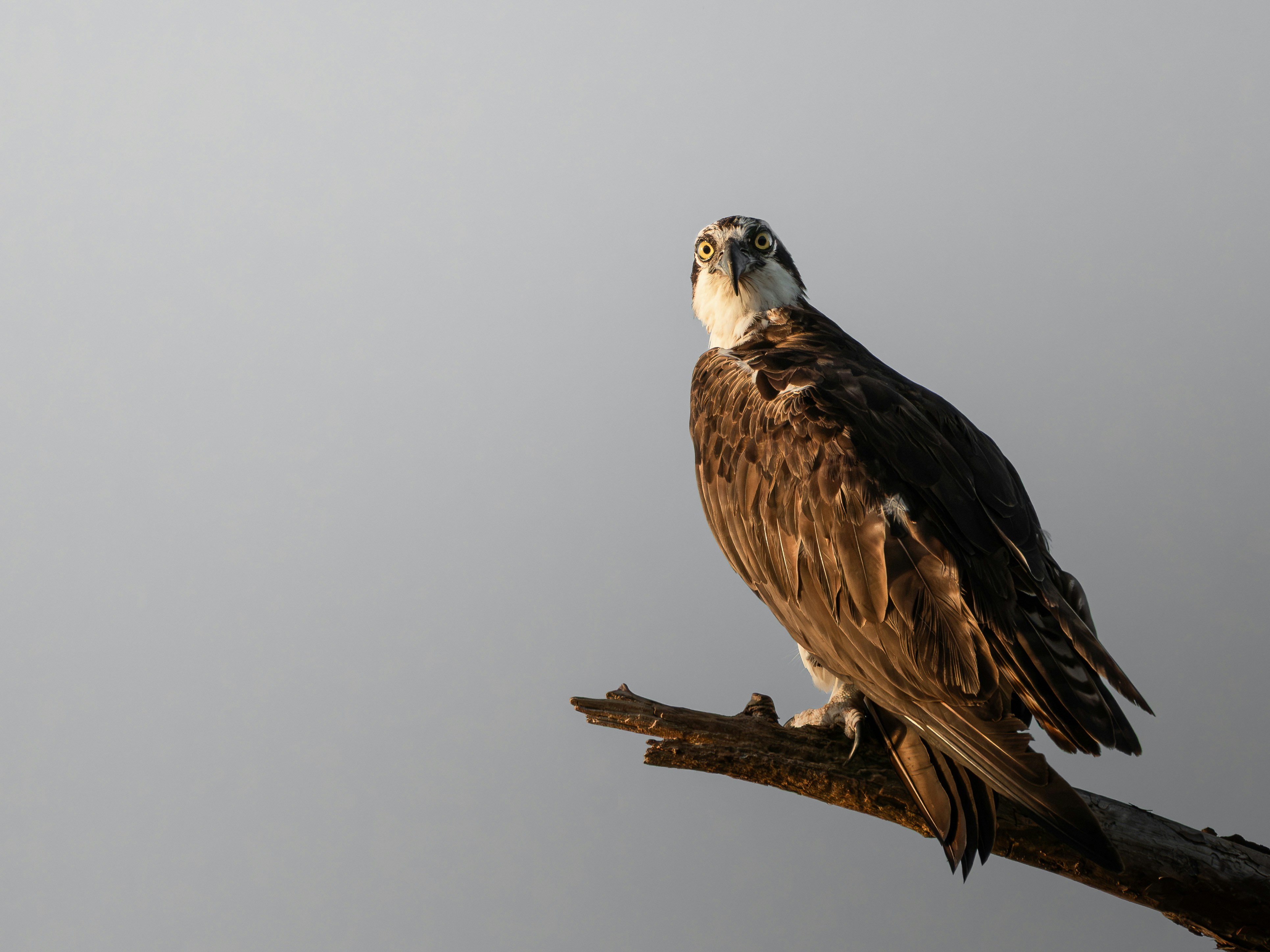 Raptor on a Weathered Branch: Watchful Gaze Against a Pale Sky