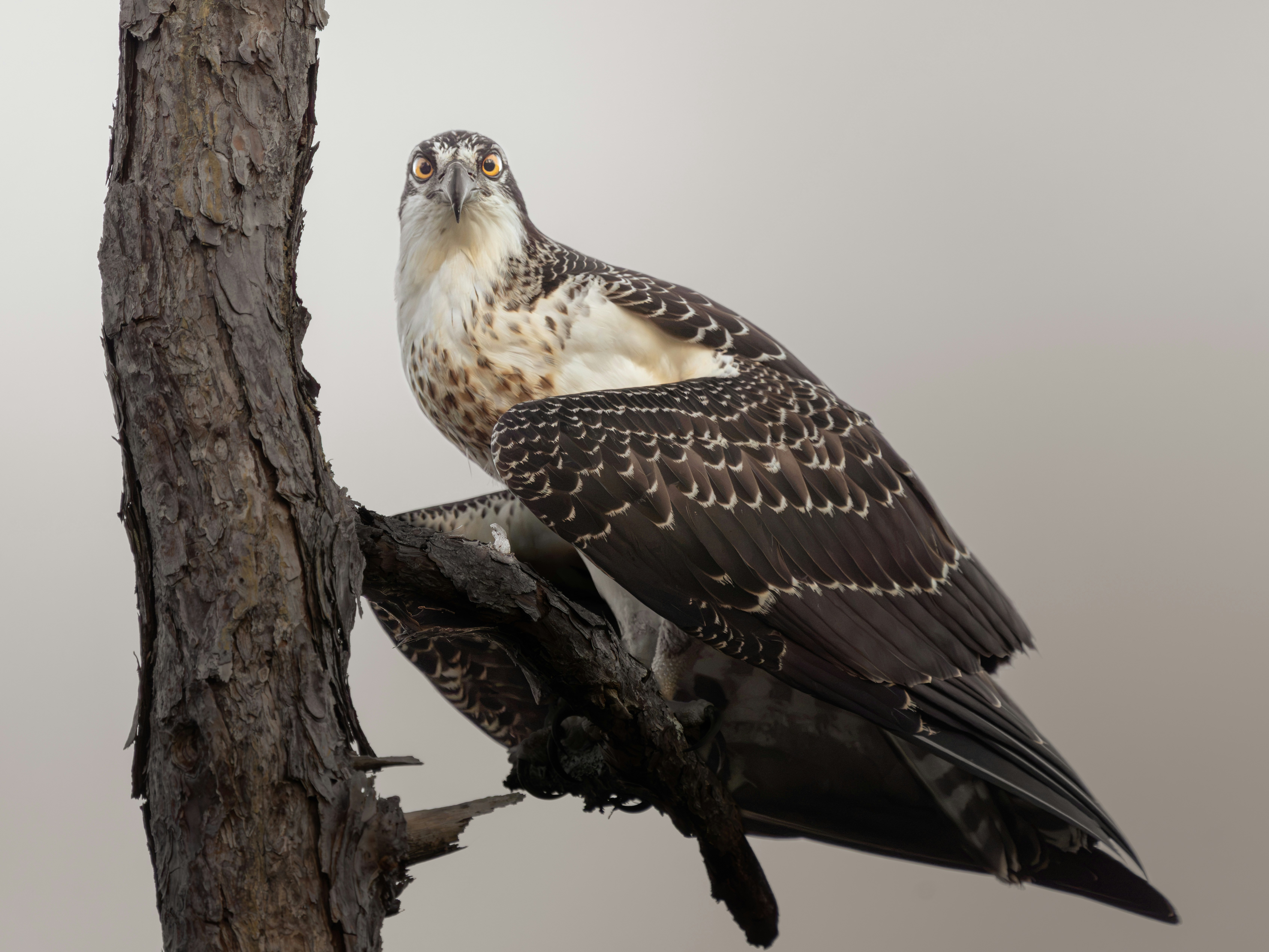 Perched Peregrine Gaze: A Sleek Bird of Prey Commands the Frame