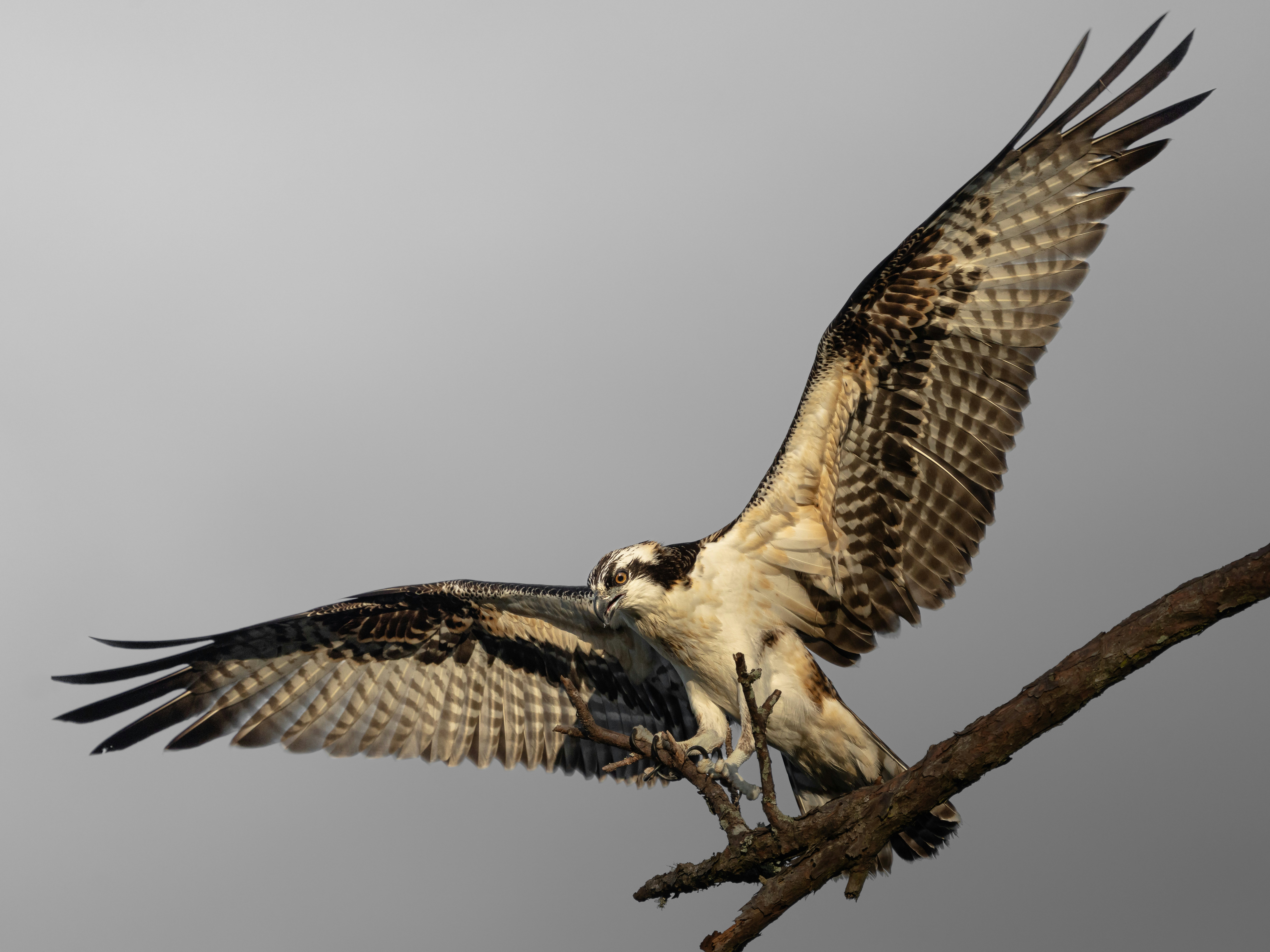 Raptor in the Gray Sky: Wings Span a Coastal Perch