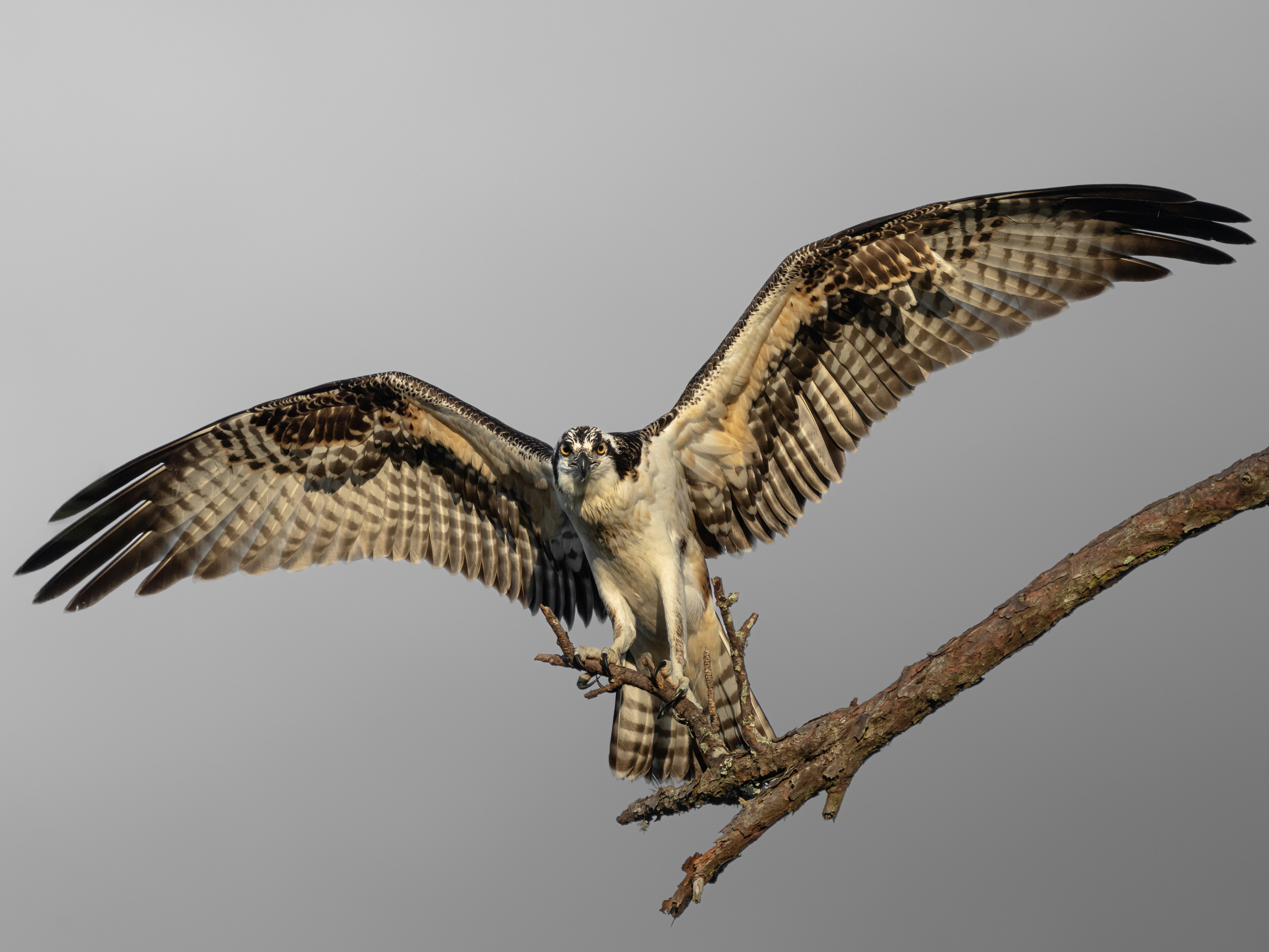 Wings Span Over the Worn Branch