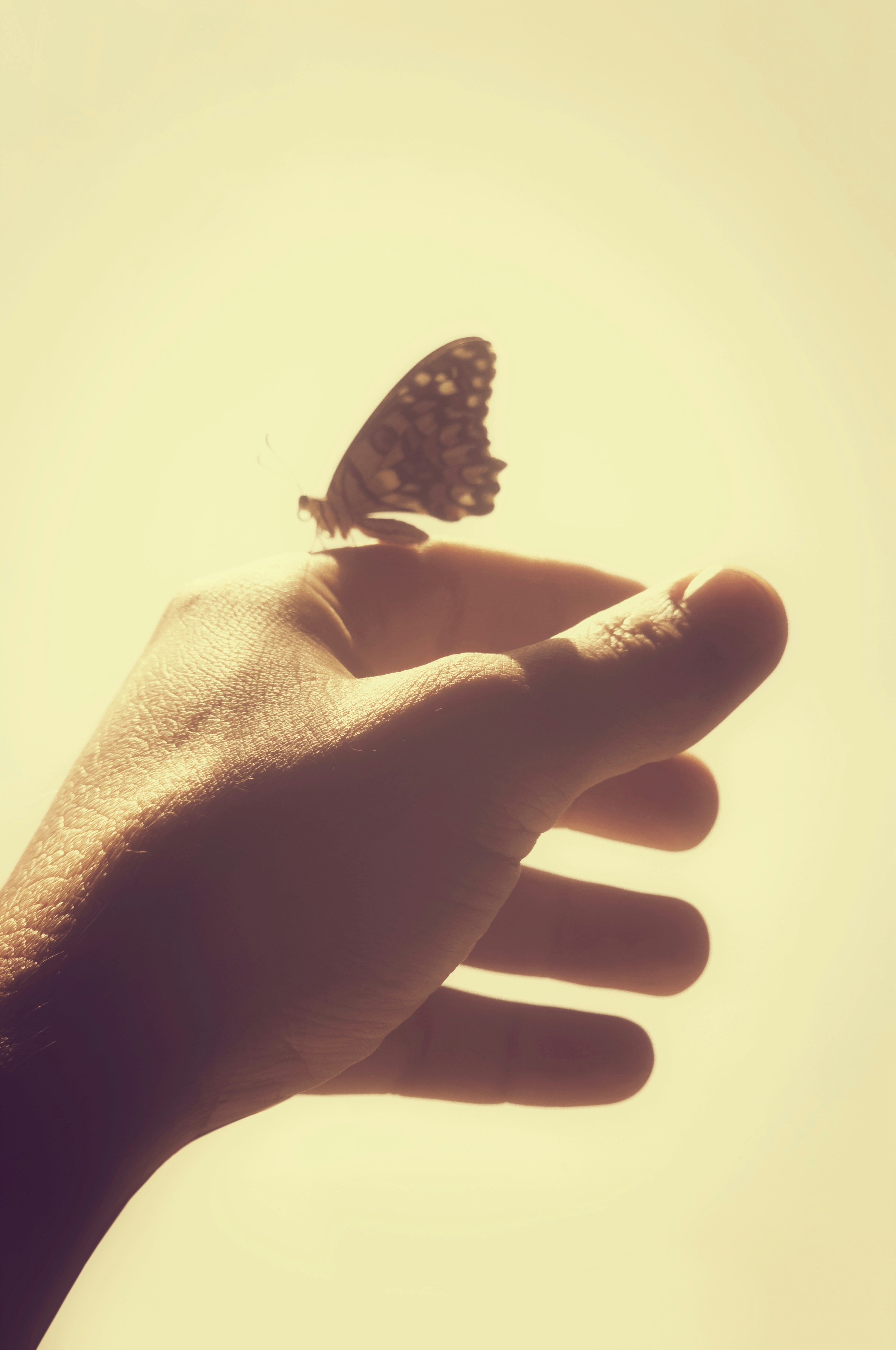 Butterfly on a Gentle Gesture