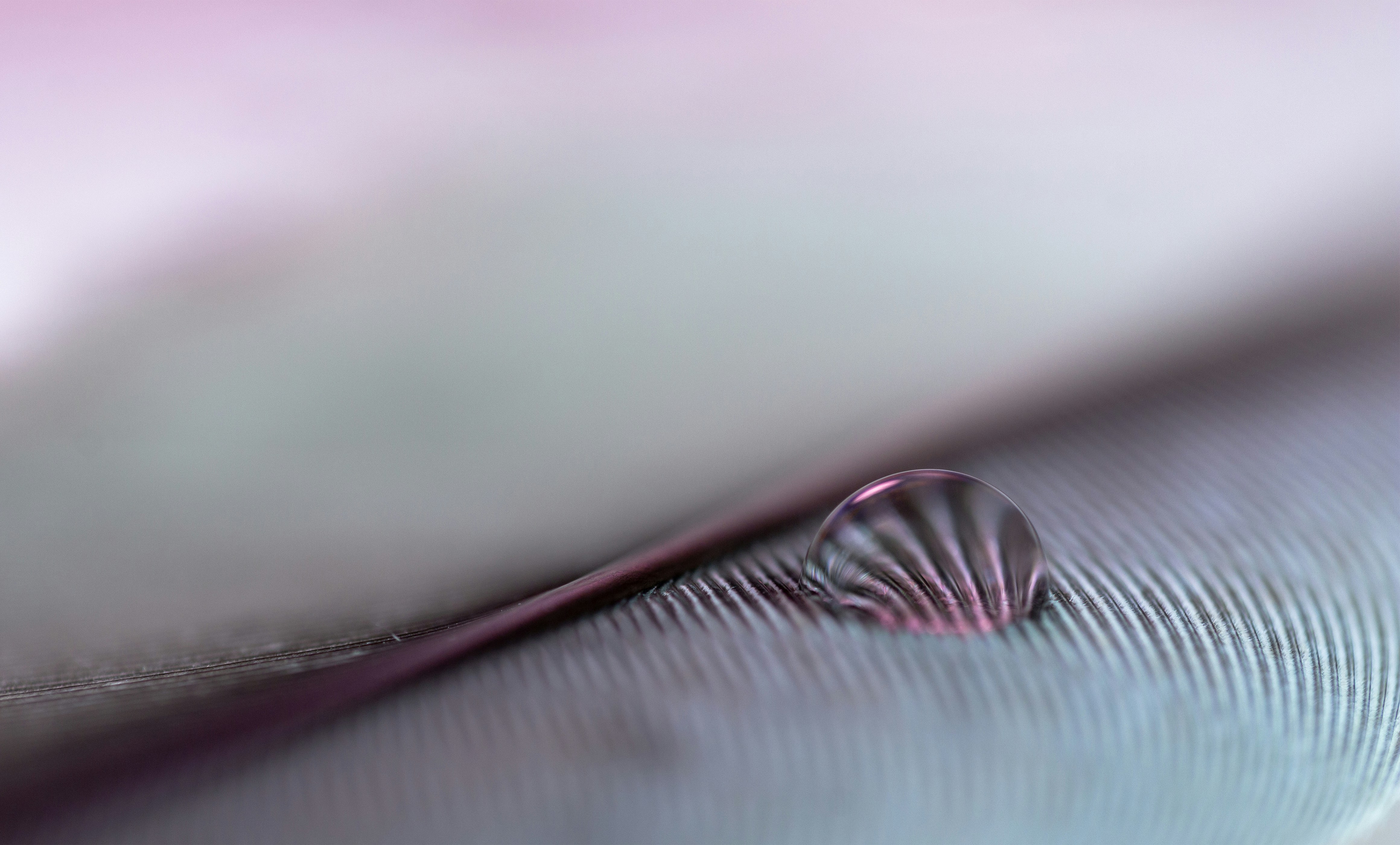 A Droplet Halts Time on a Feathered Surface