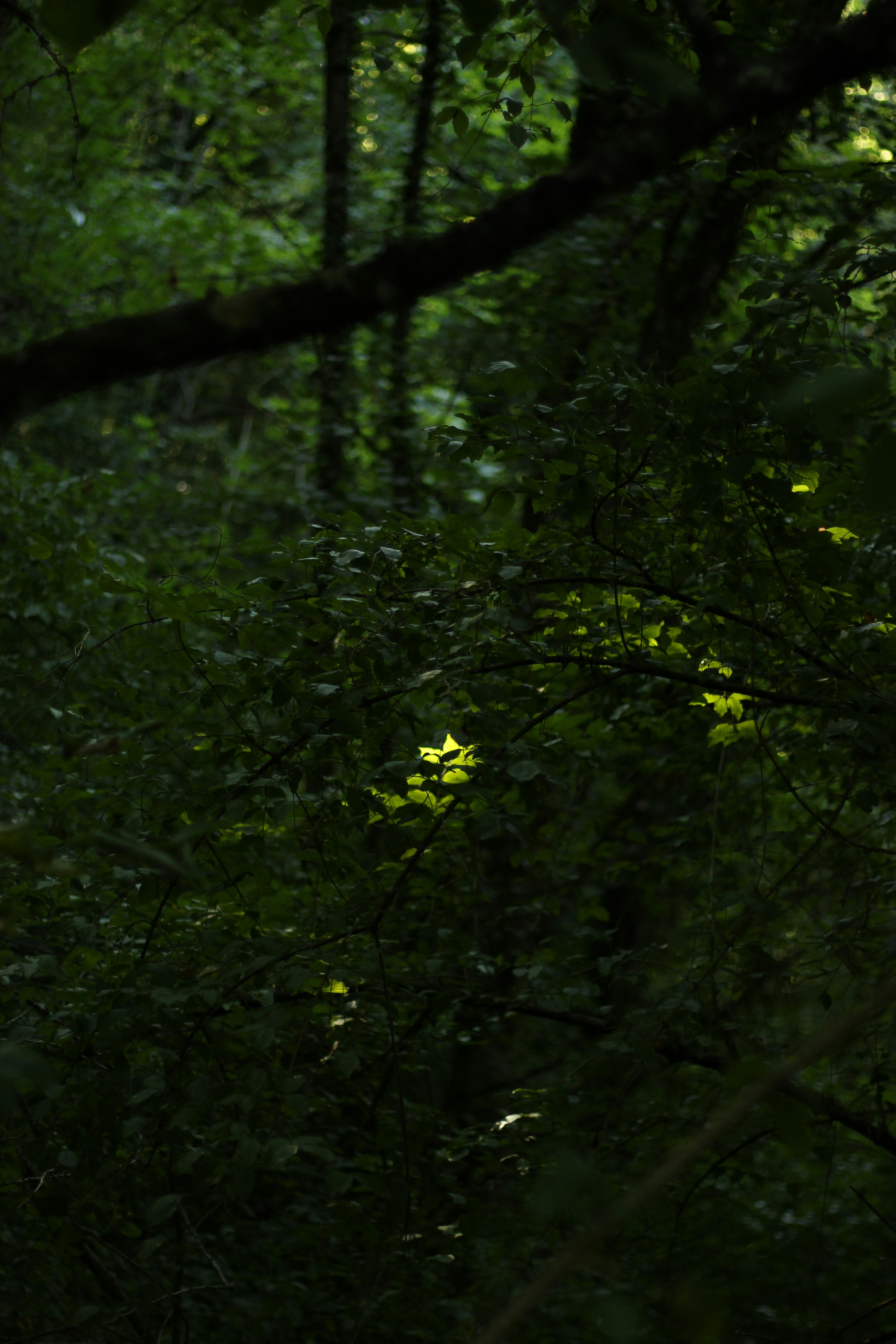 Shaded Canopy Echoes: A Quiet Night in the Green Understory