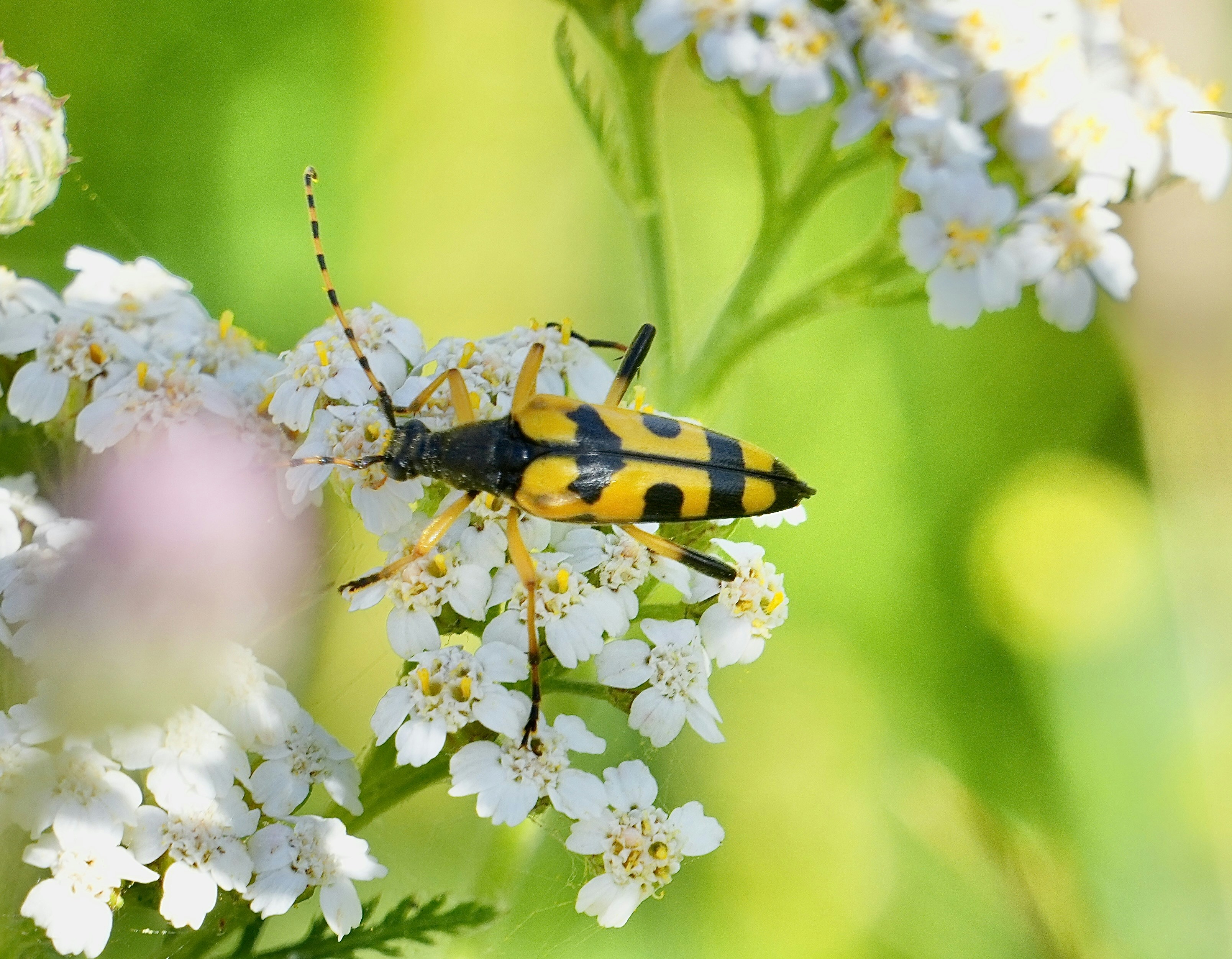 Golden Moth on White Blossoms: A Burst of Spring Color
