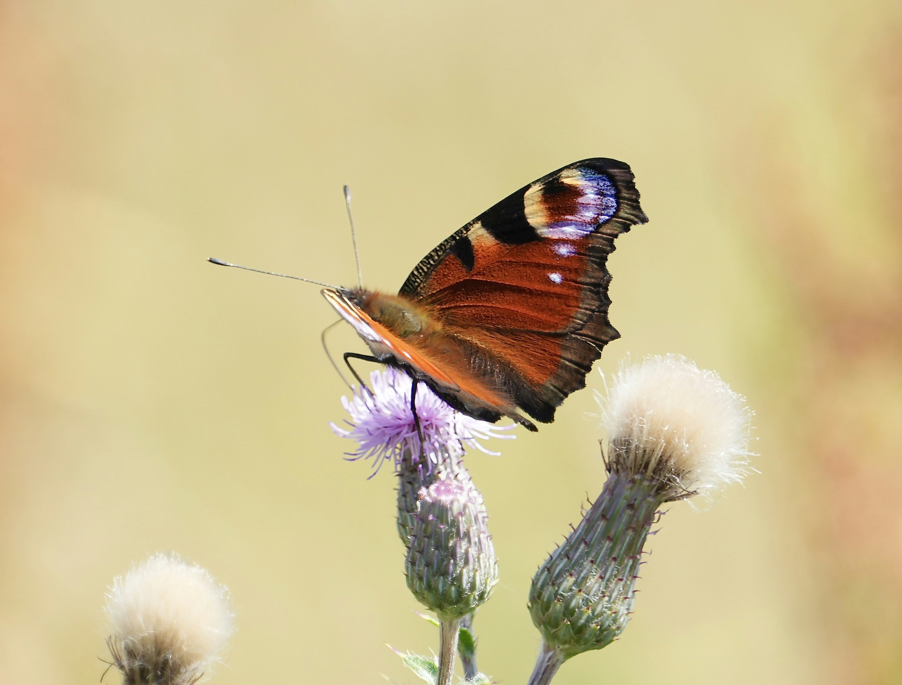 Crimson Wing on Dandelion Torch