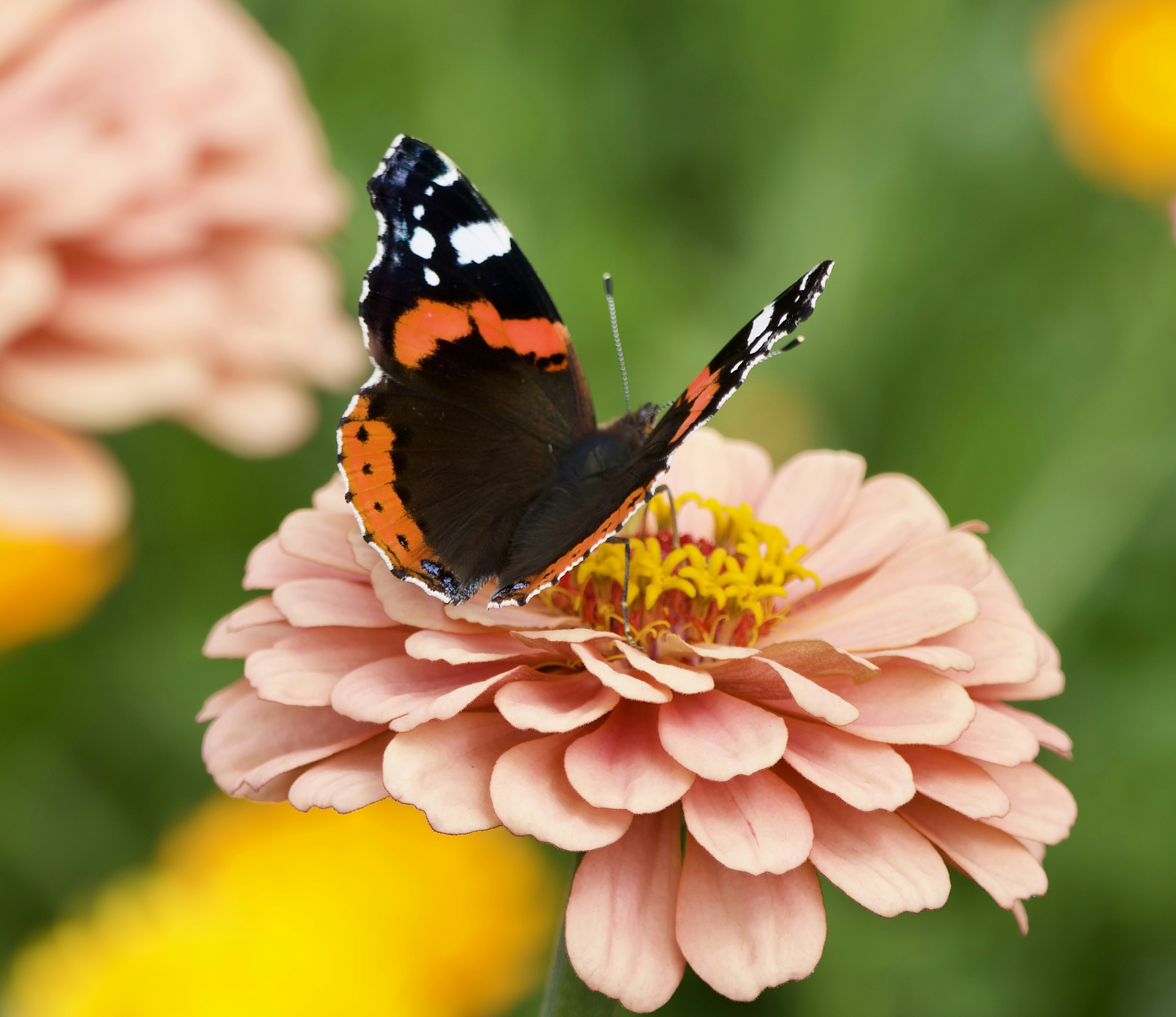 Crimson-Orange Monarch Grace on a Pink Bloom