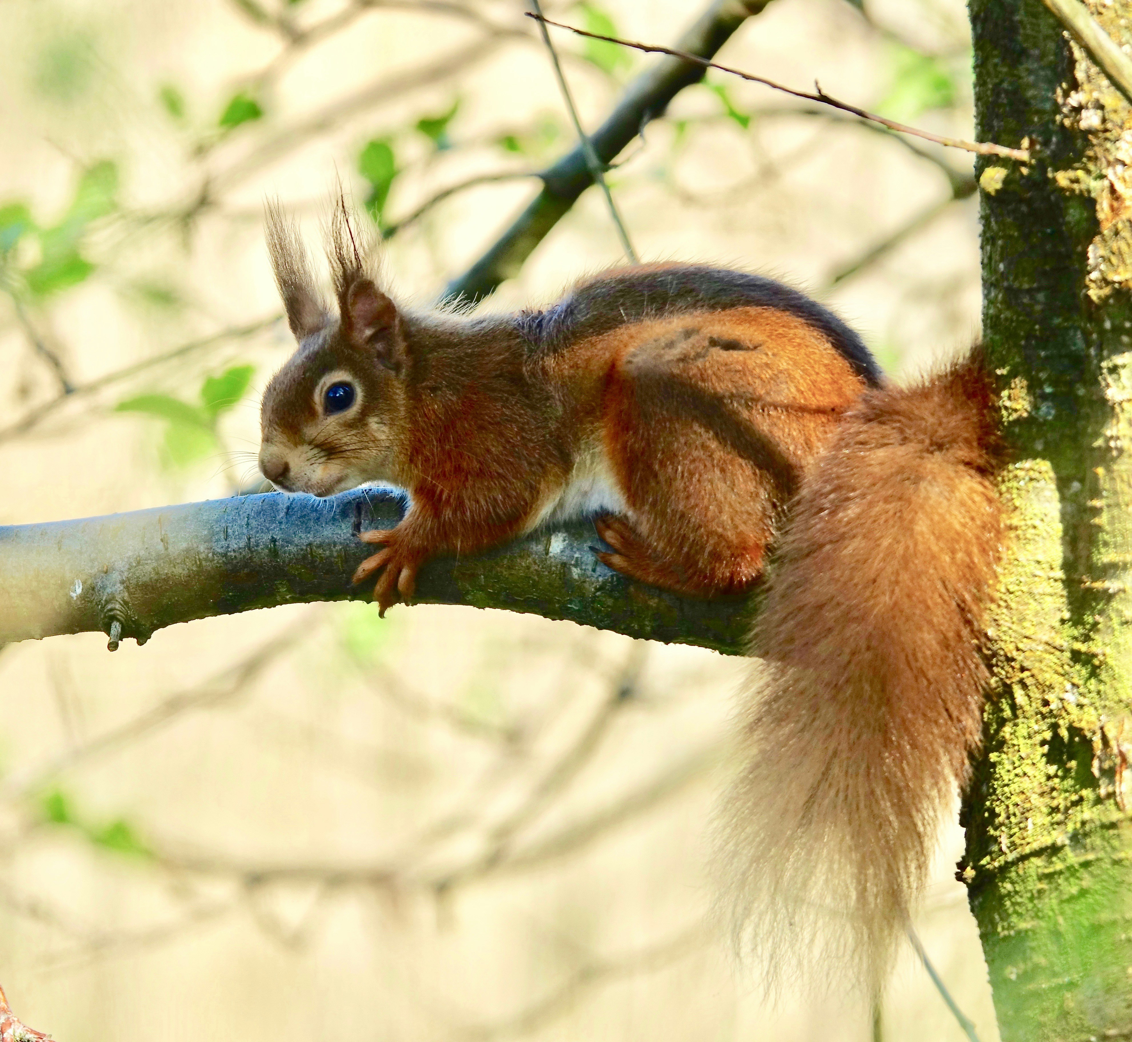 Squirrel Scout: A Bold Pause on a Sunlit Branch