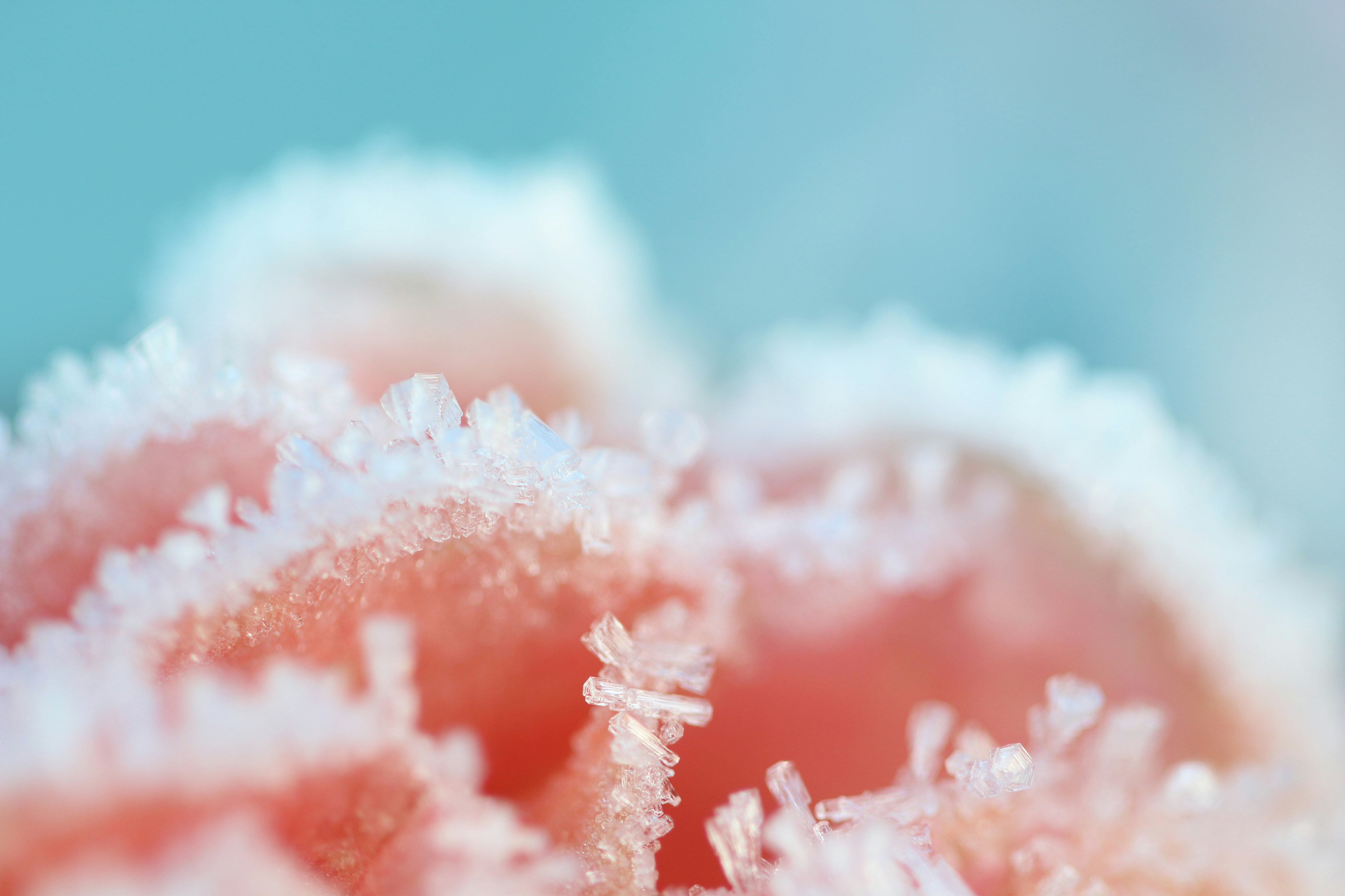 Frost Crystals on a Coral Rose Petal