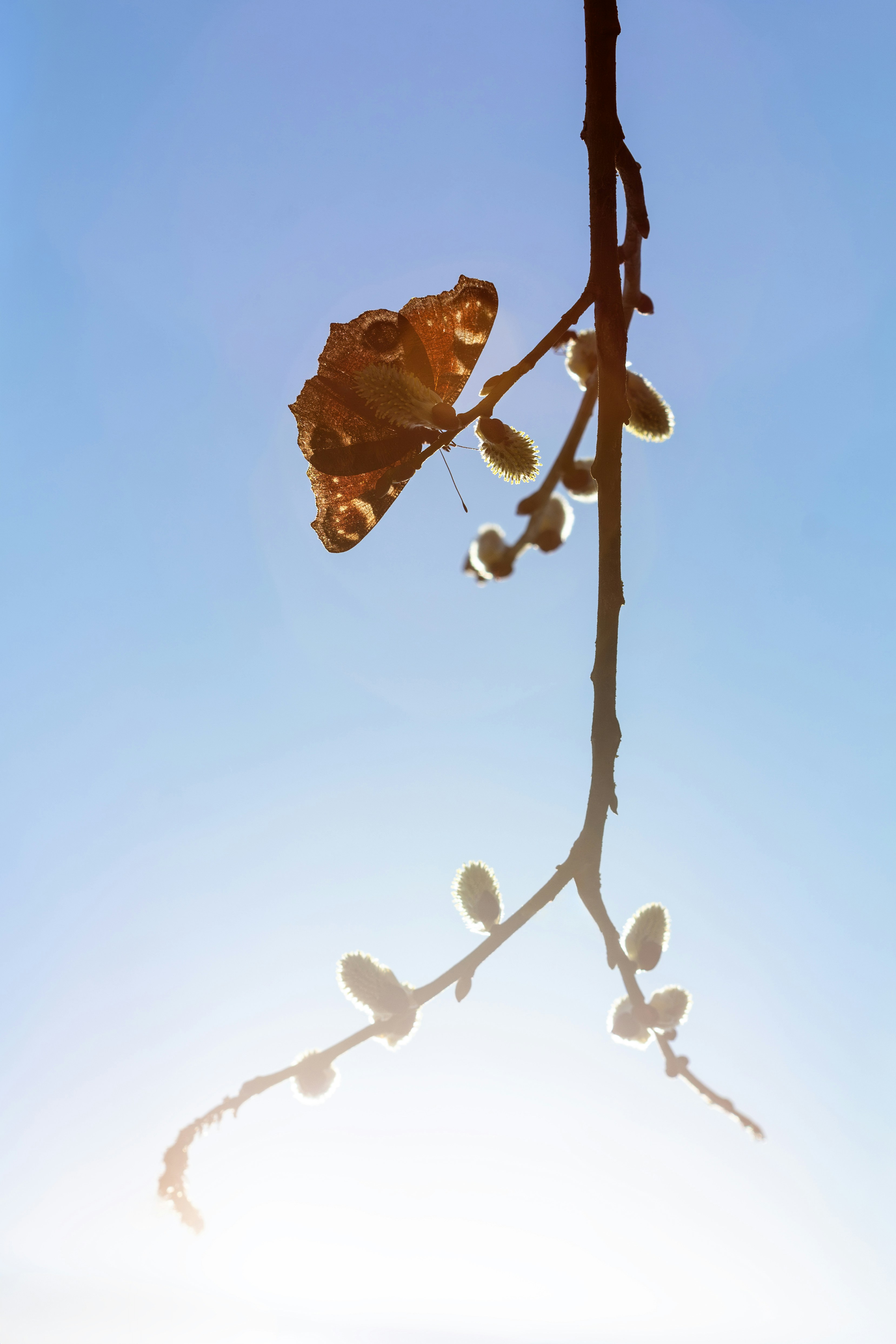 Peacock butterfly on a pussy willow branch against blue sky.
