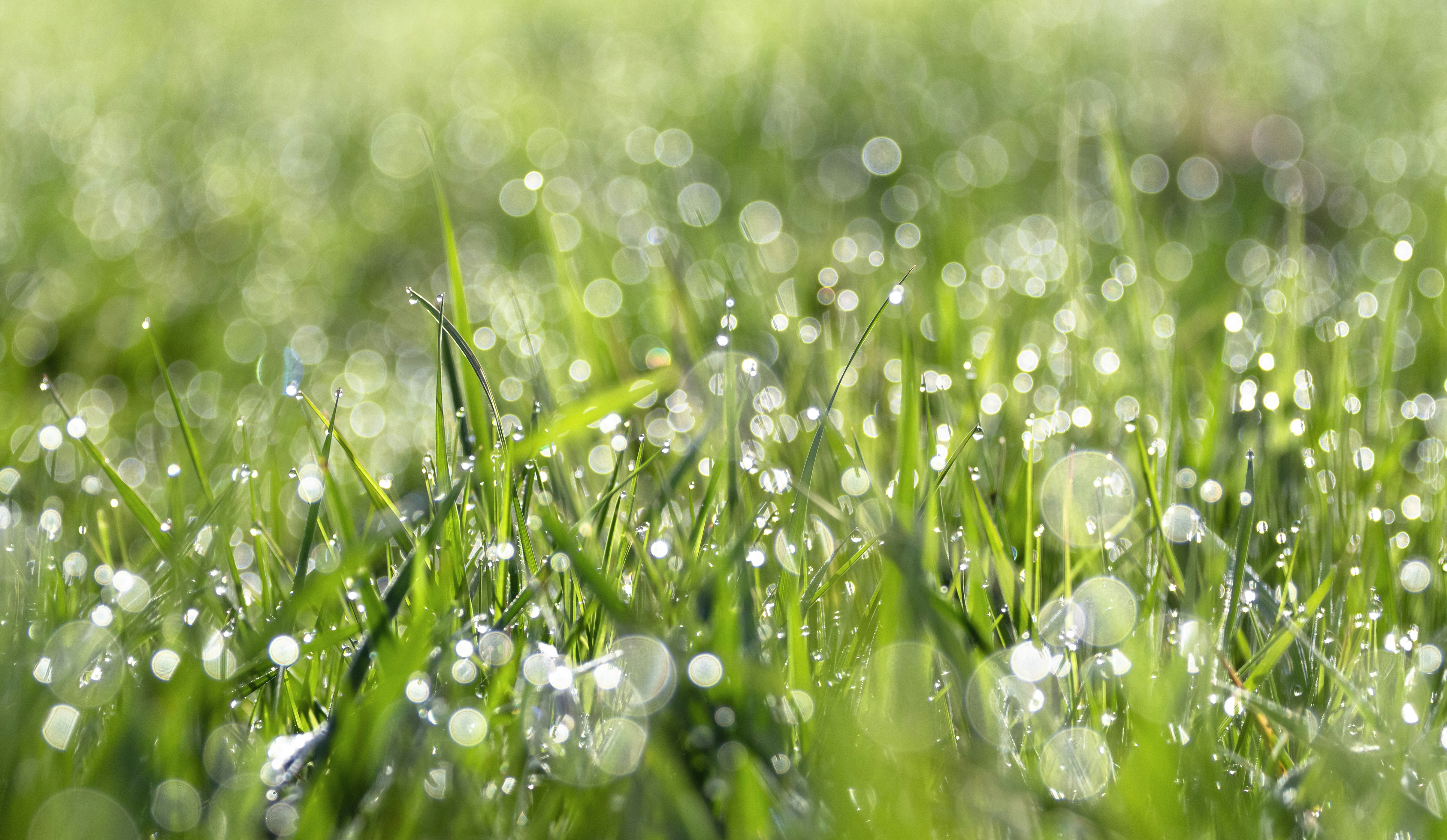 Dew-kissed Meadow: Soft Bokeh on Morning Grass Blades
