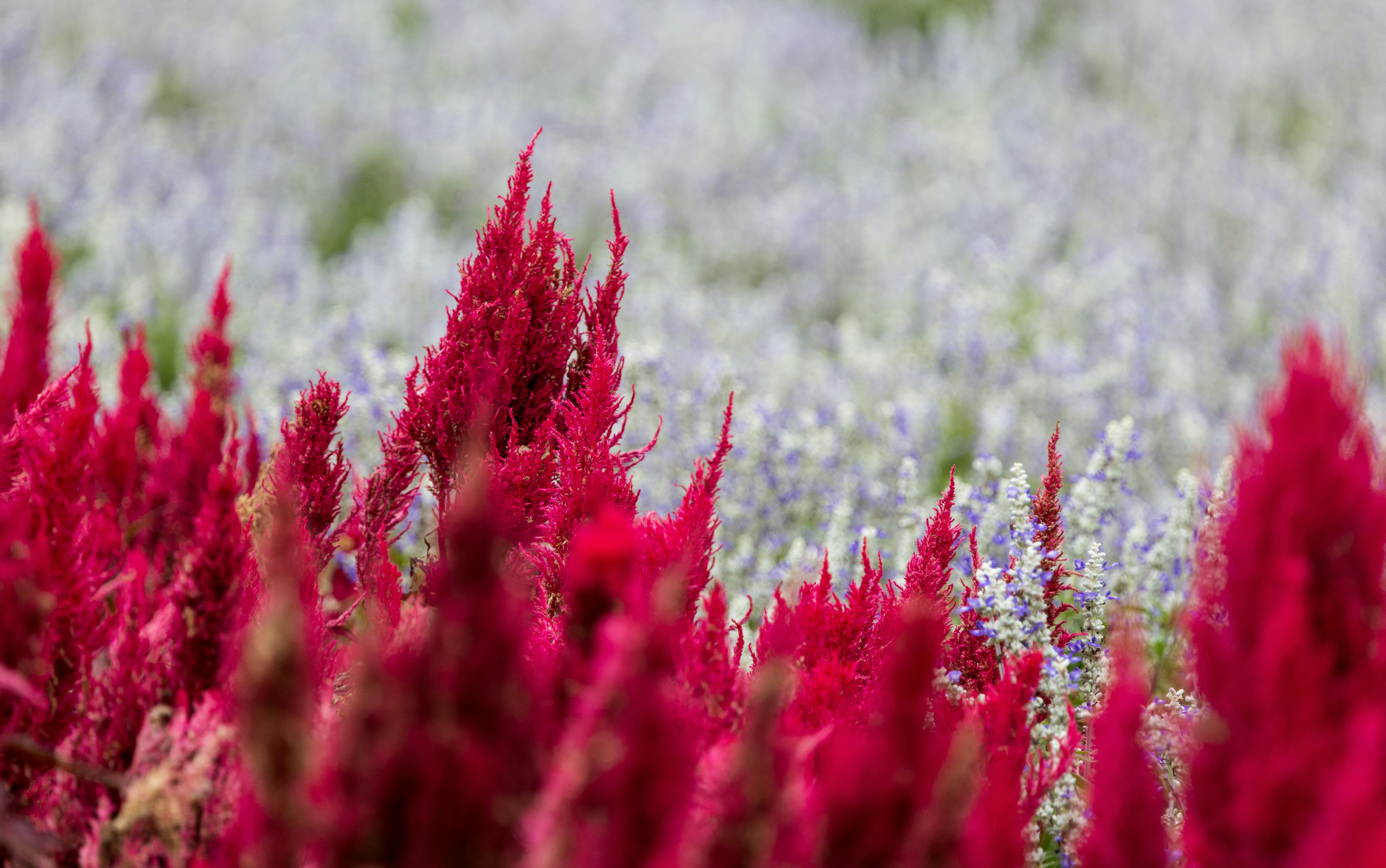 Crimson Spires in a Velvety Meadow