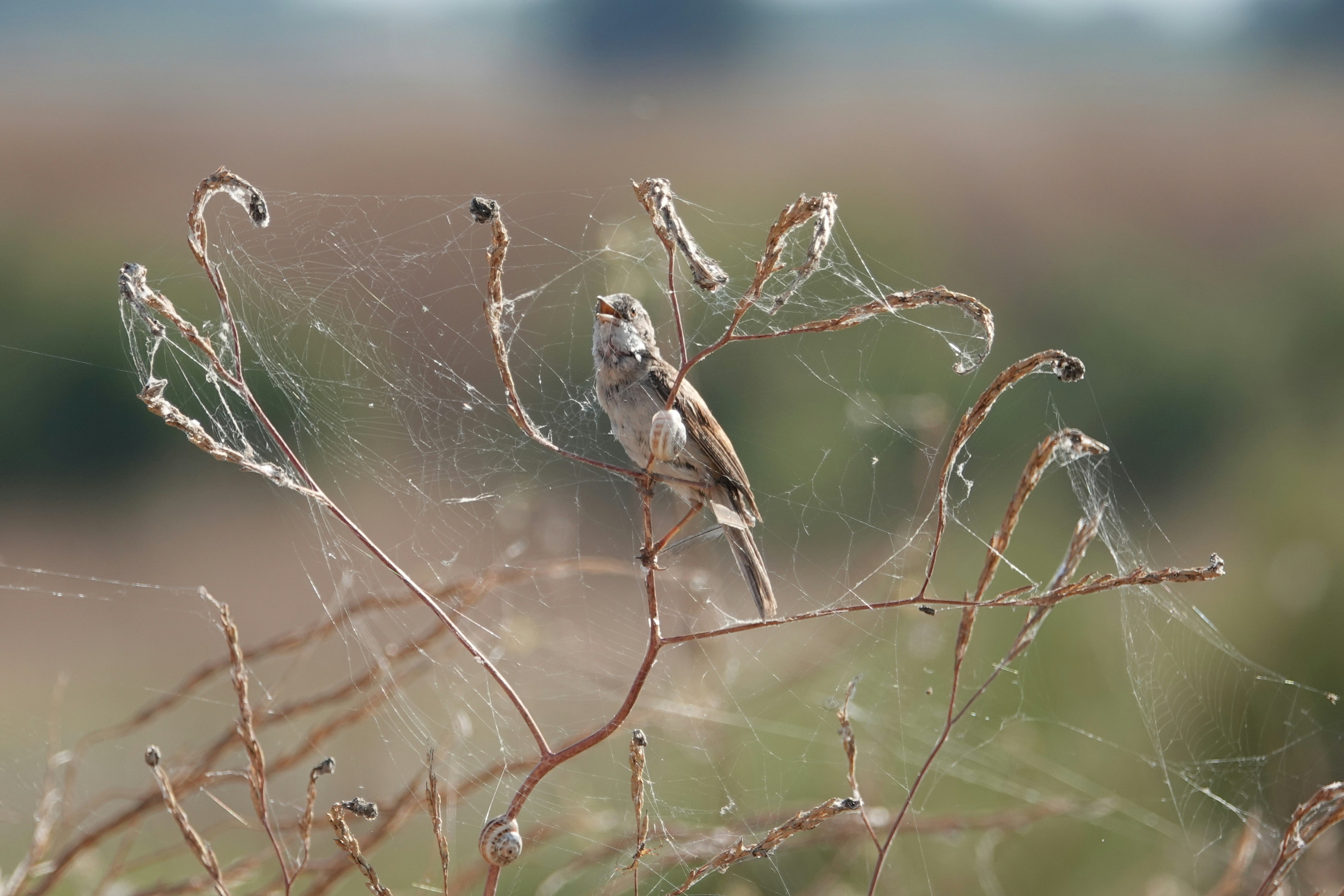 Tiny Songbird in a Web of Dried Stems