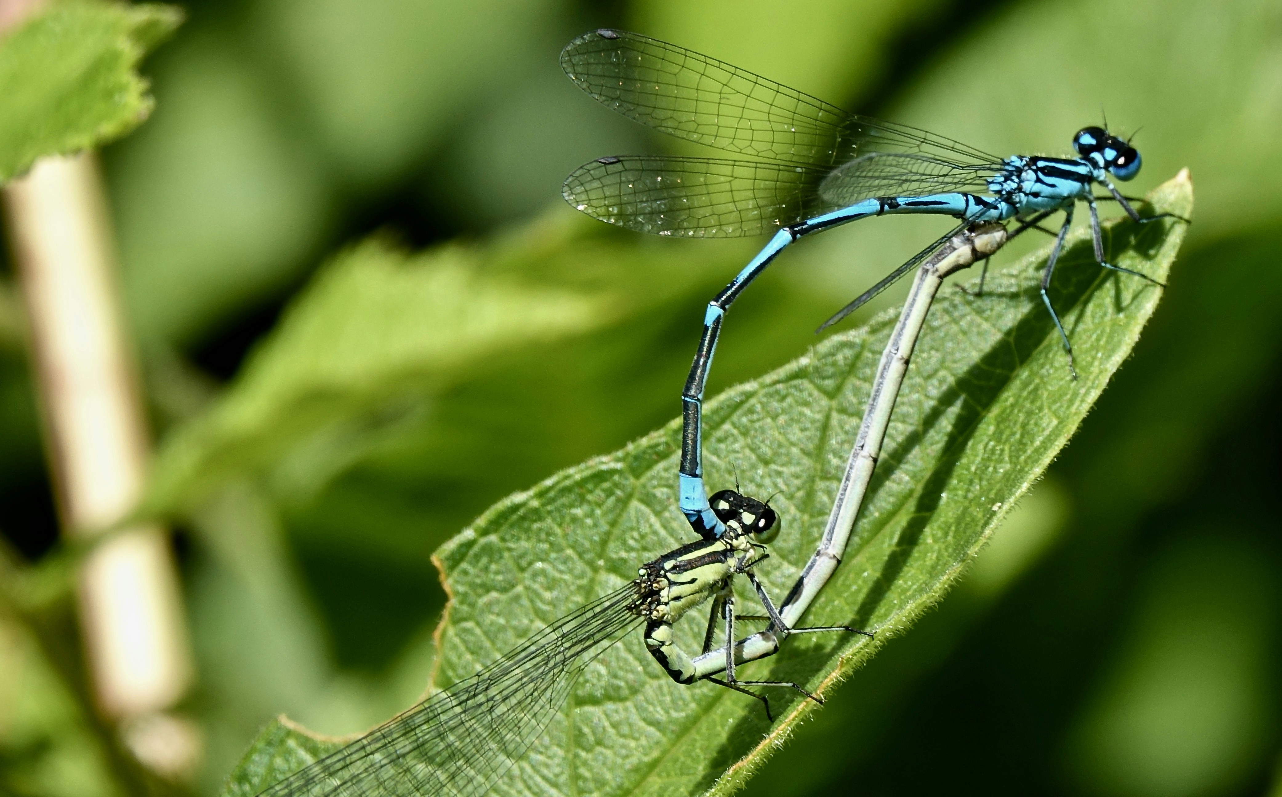 Twin-Body Blue: A Dragonfly Charm on a Leaf