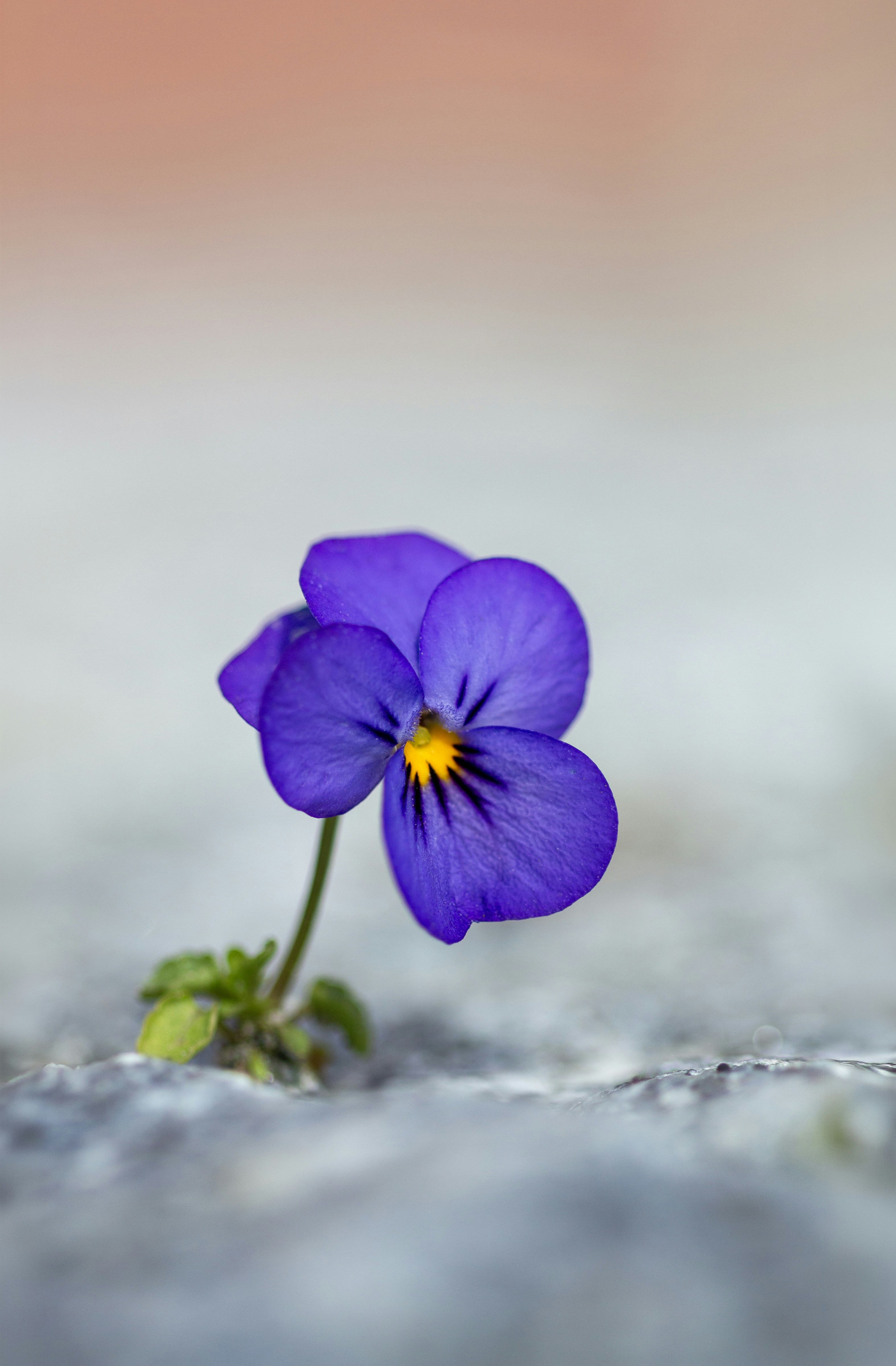 Purple pansy sprout grows from pebble-strewn ground with soft, blurred background; a close-up focal point on the flower's vibrant petals and yellow throat.