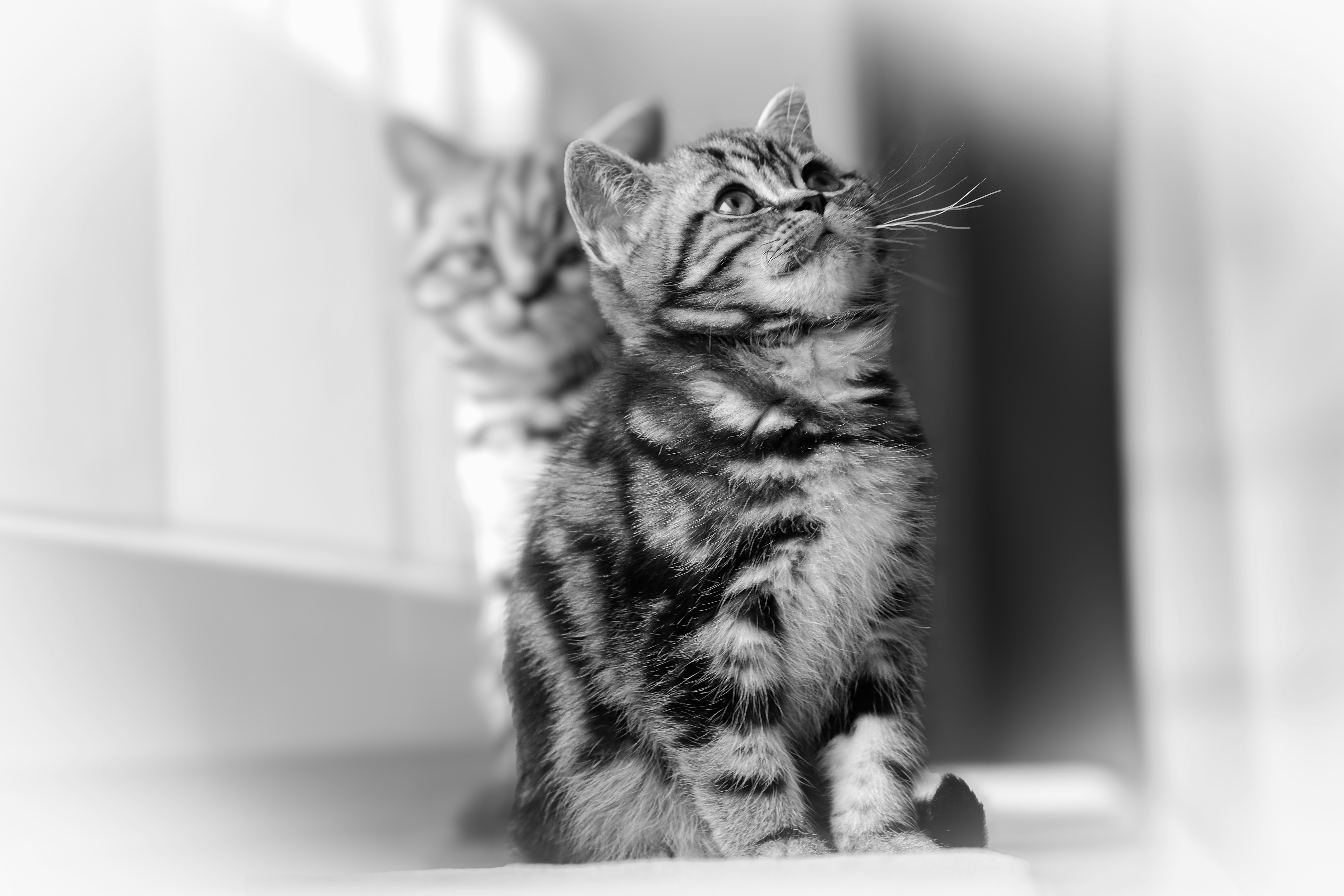 Curious Kittens in Soft Focus Spotlight