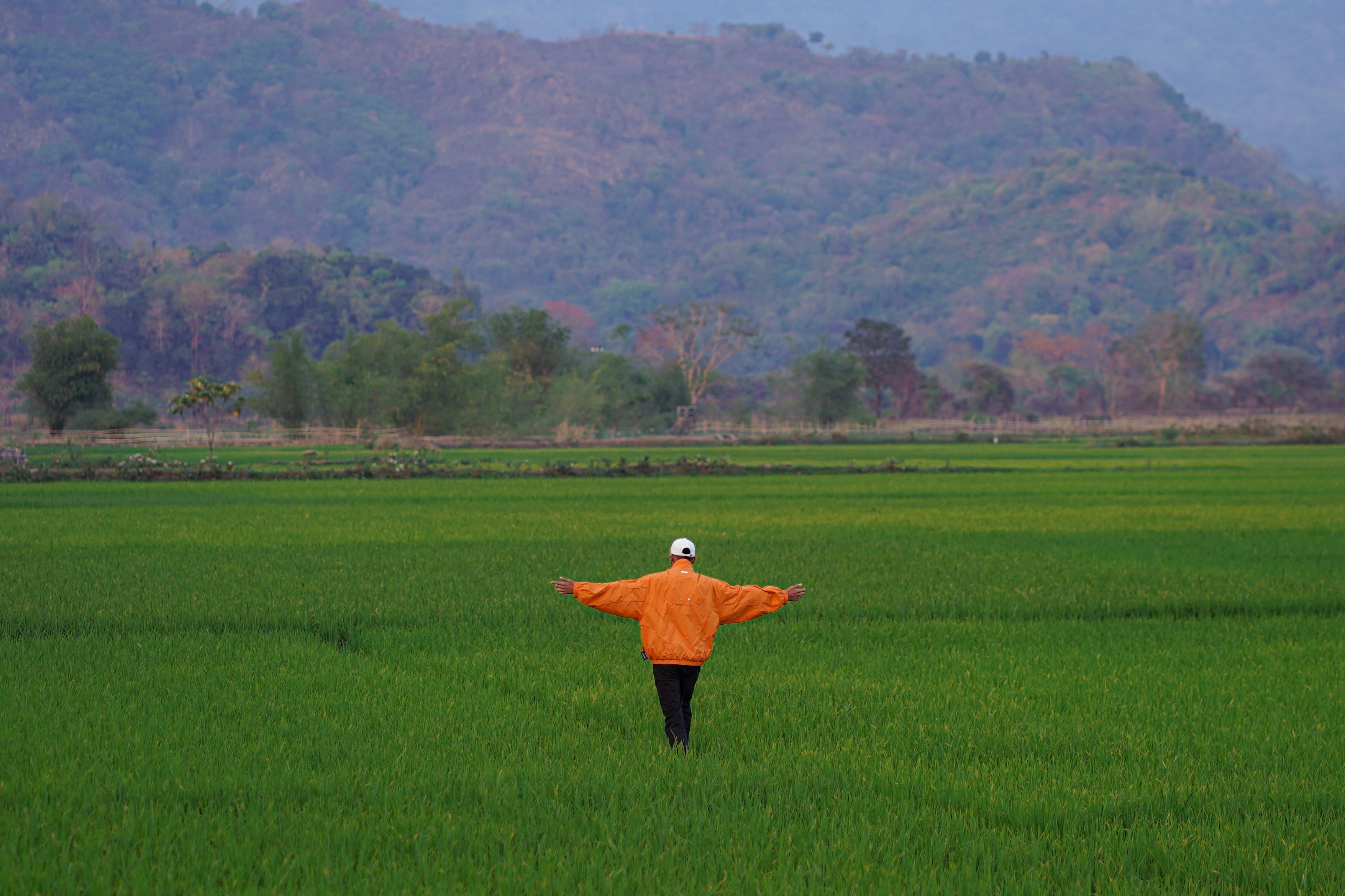 Field Walker in a Sea of Green