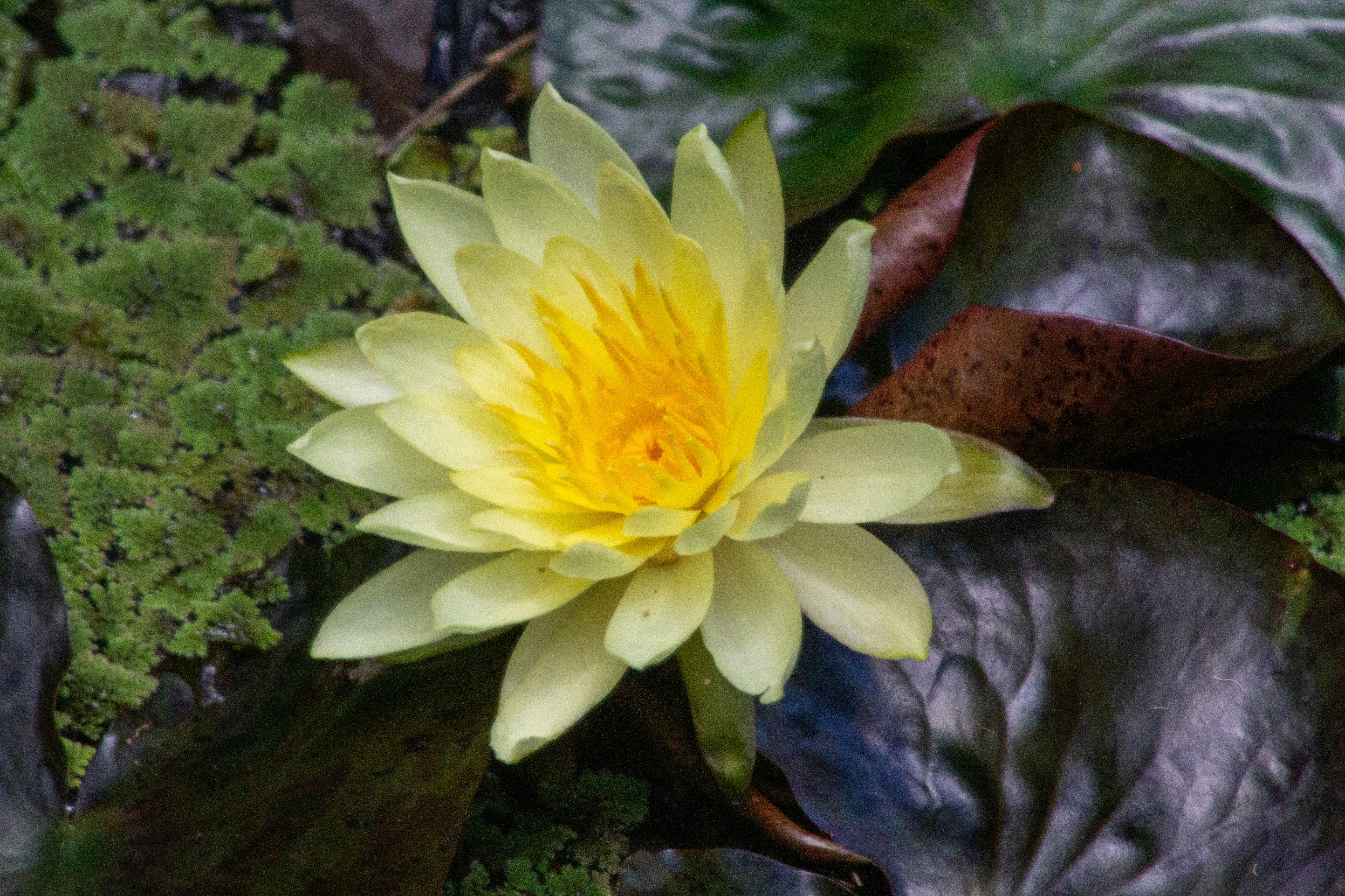 Golden Lotus Rising from Quiet Waters
