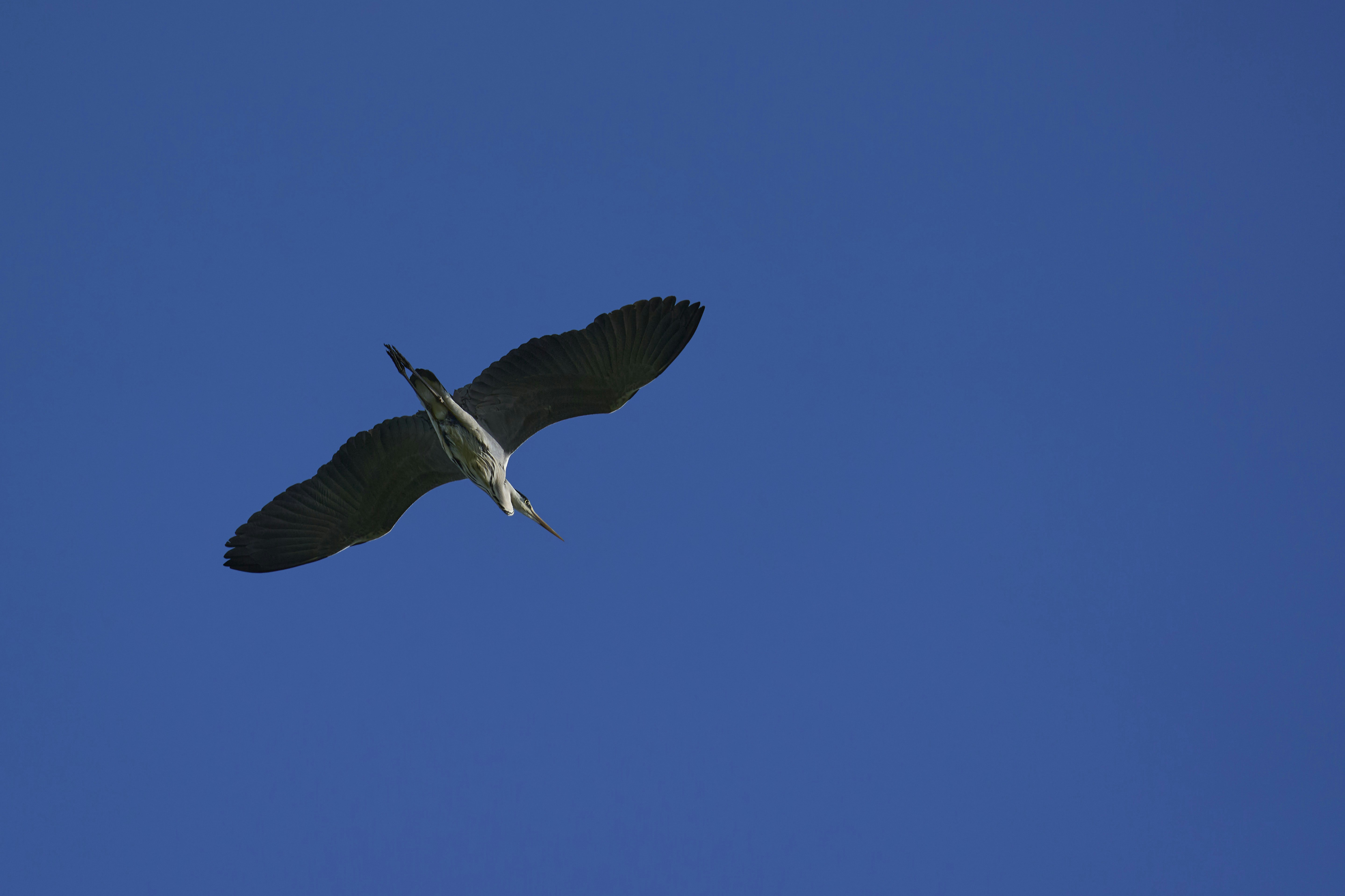 Soaring Gloom: A lone hunter glides through a cobalt sky