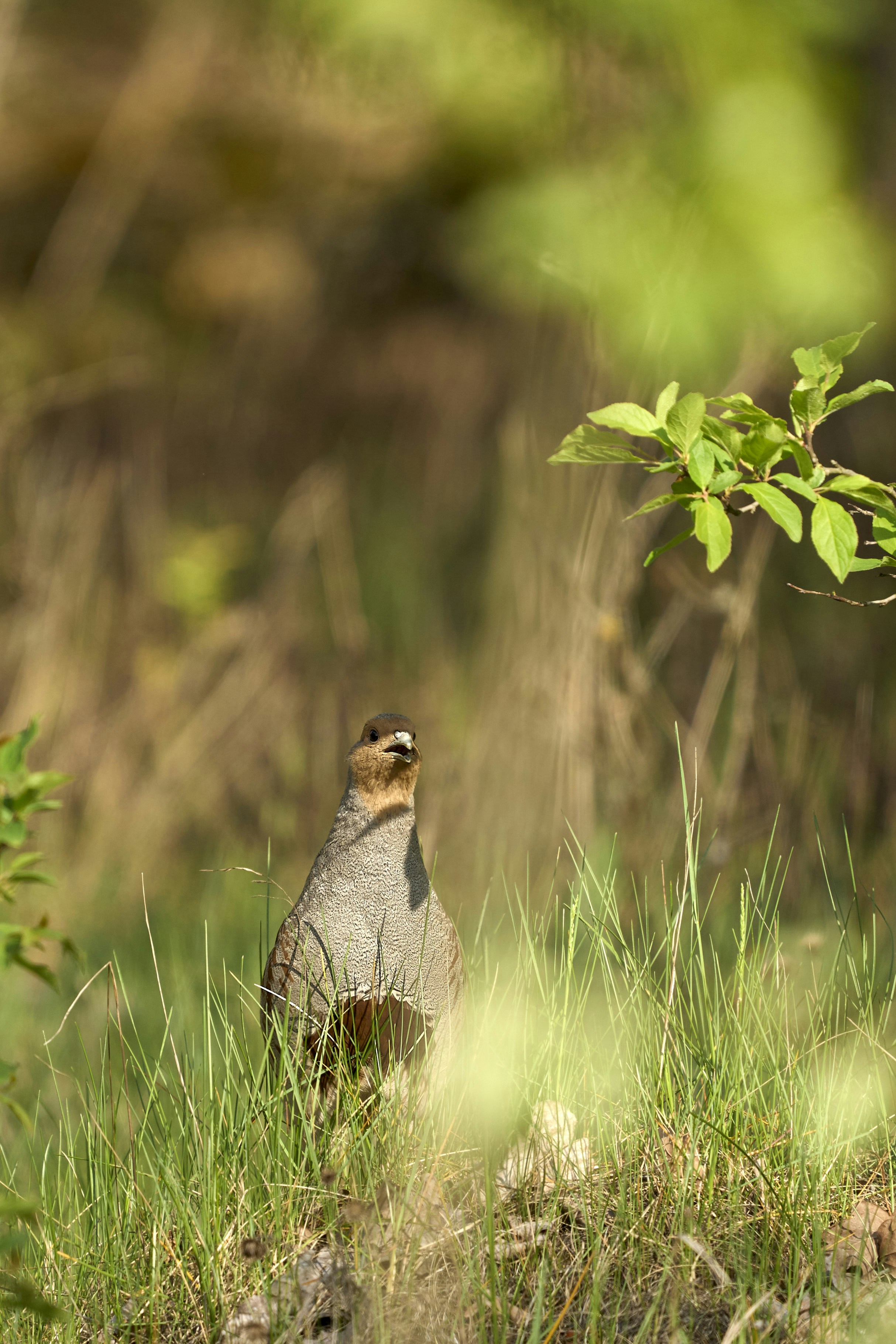 Grounded in Quiet Light: A Quail in a Meadow Frame