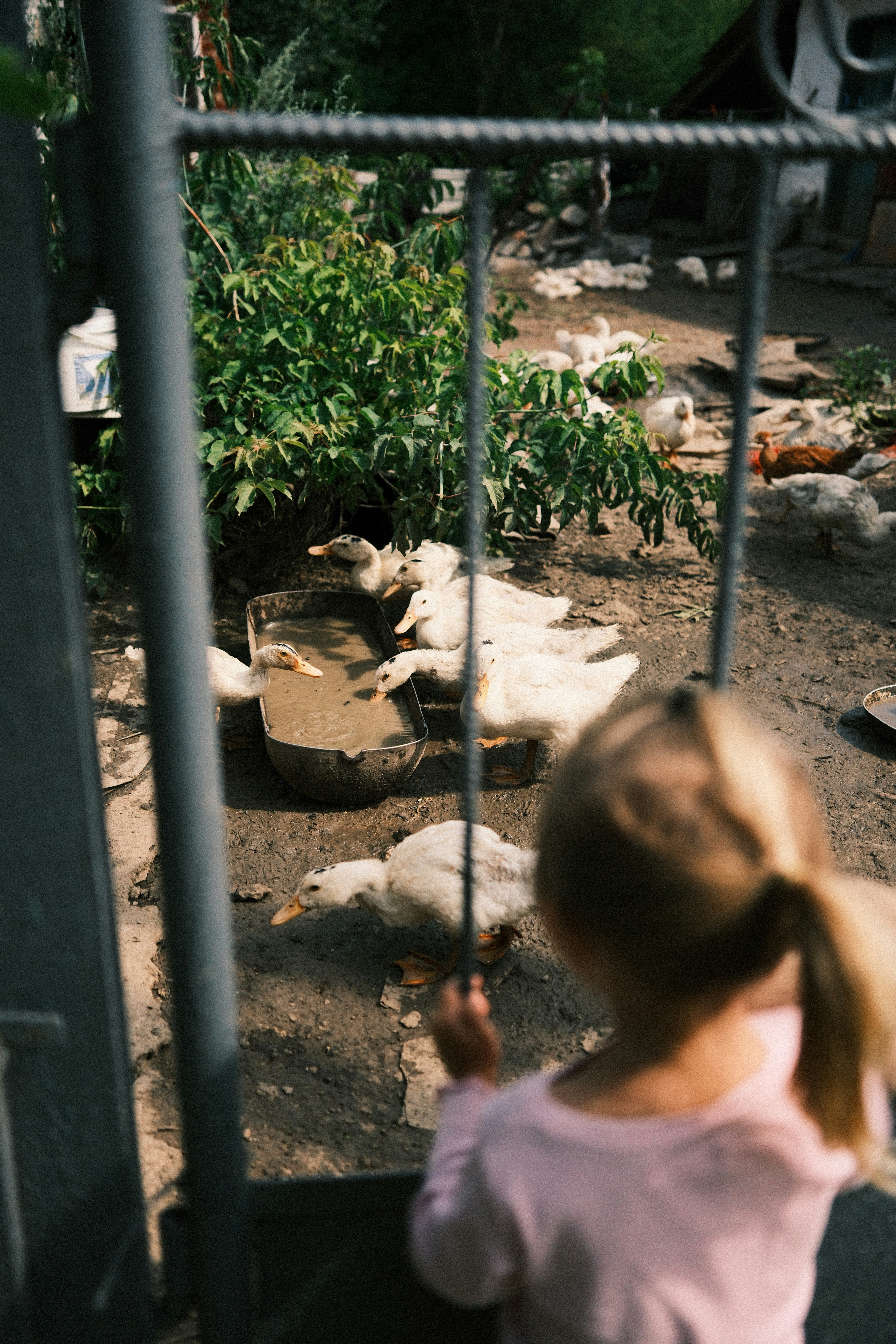 Feeding Time Beyond the Fence: A Girl Watching Ducklings
