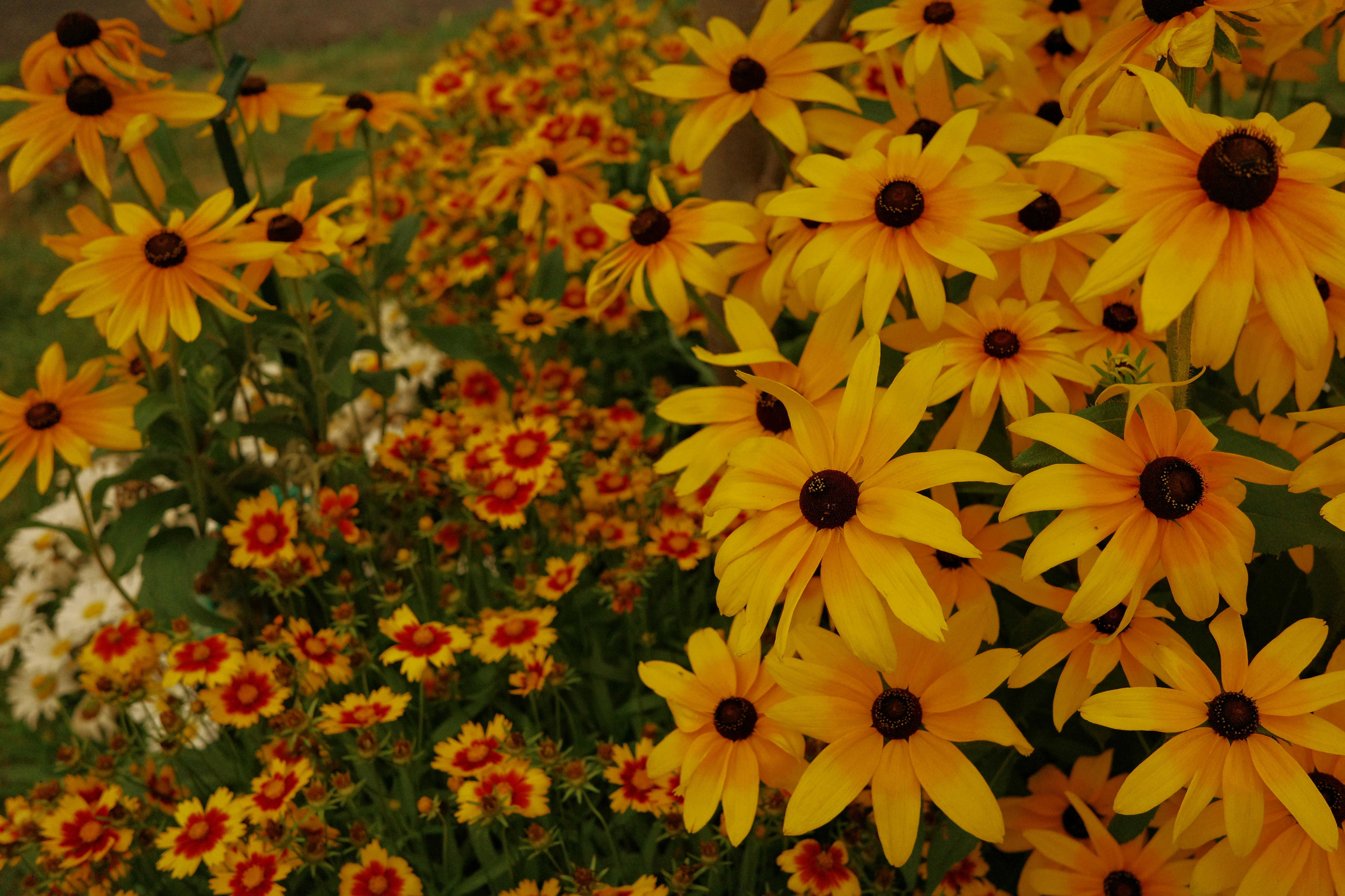 Sunlit Sunflowers: A Vibrant Patch of Yellow in Bloom