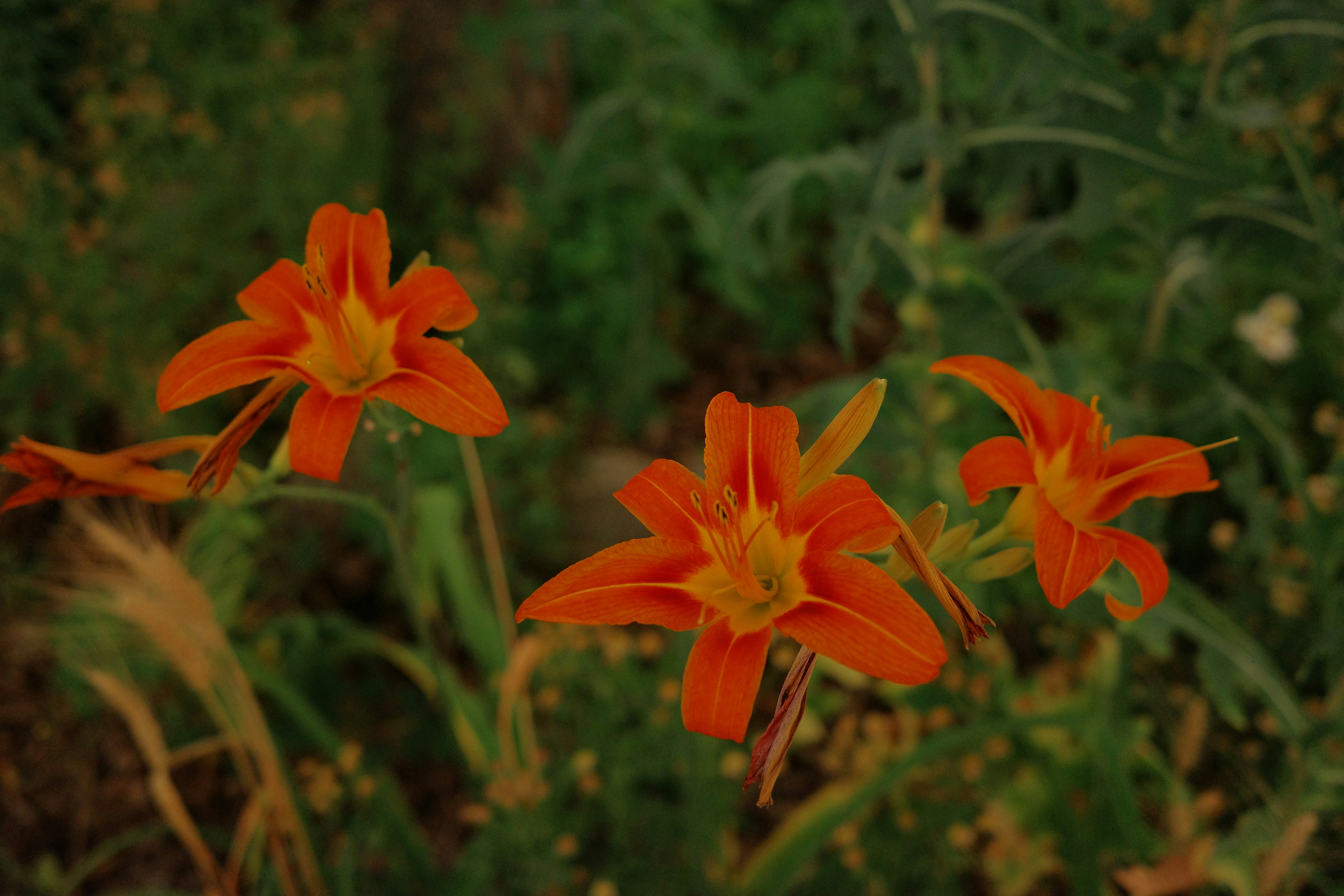 Three Scarlet Daylilies Bloom Amid Greenery