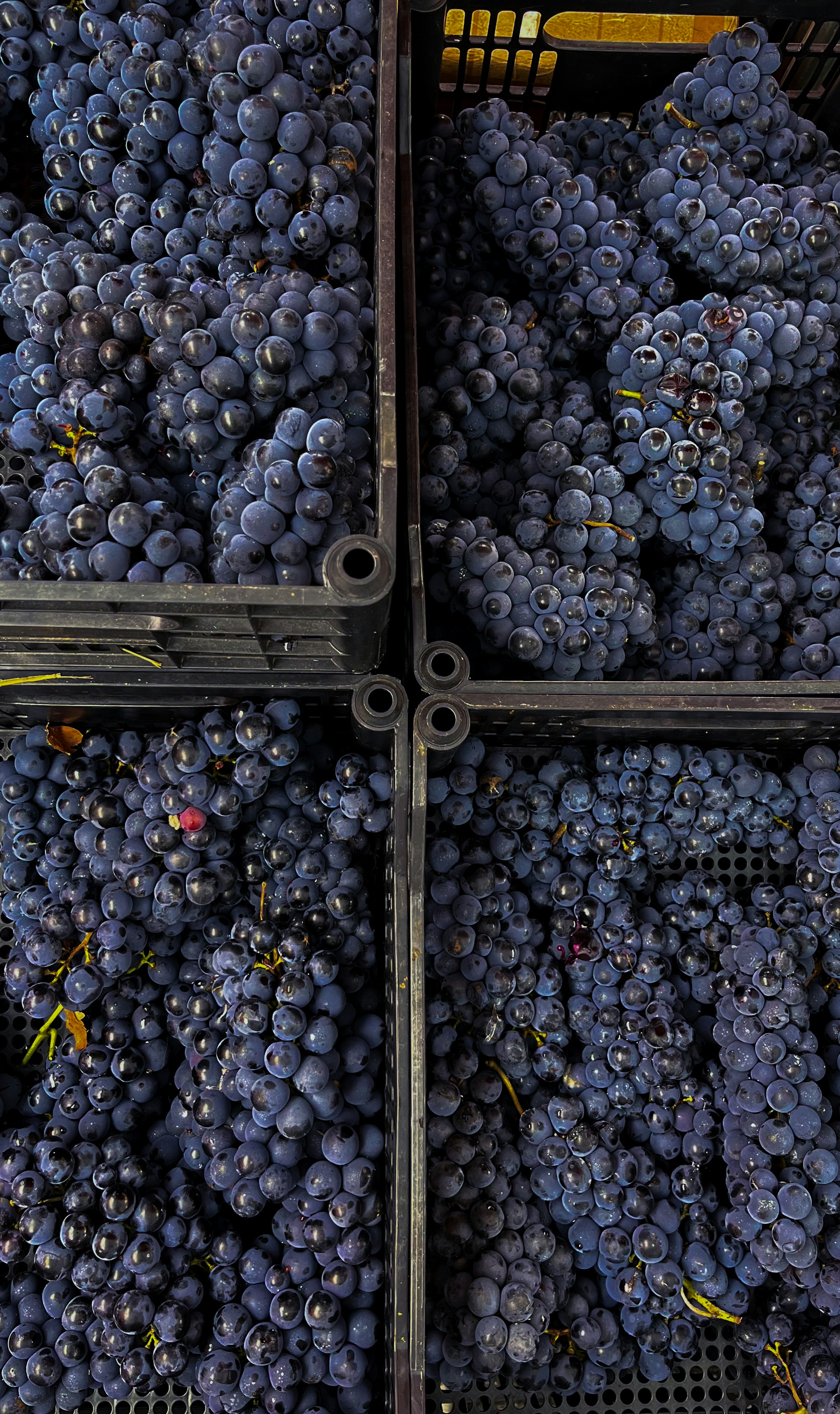 Dense clusters of dark grapes fill black plastic crates, segregated by crossbars; the texture and bluish hue emphasize fresh harvest in an agricultural setting.