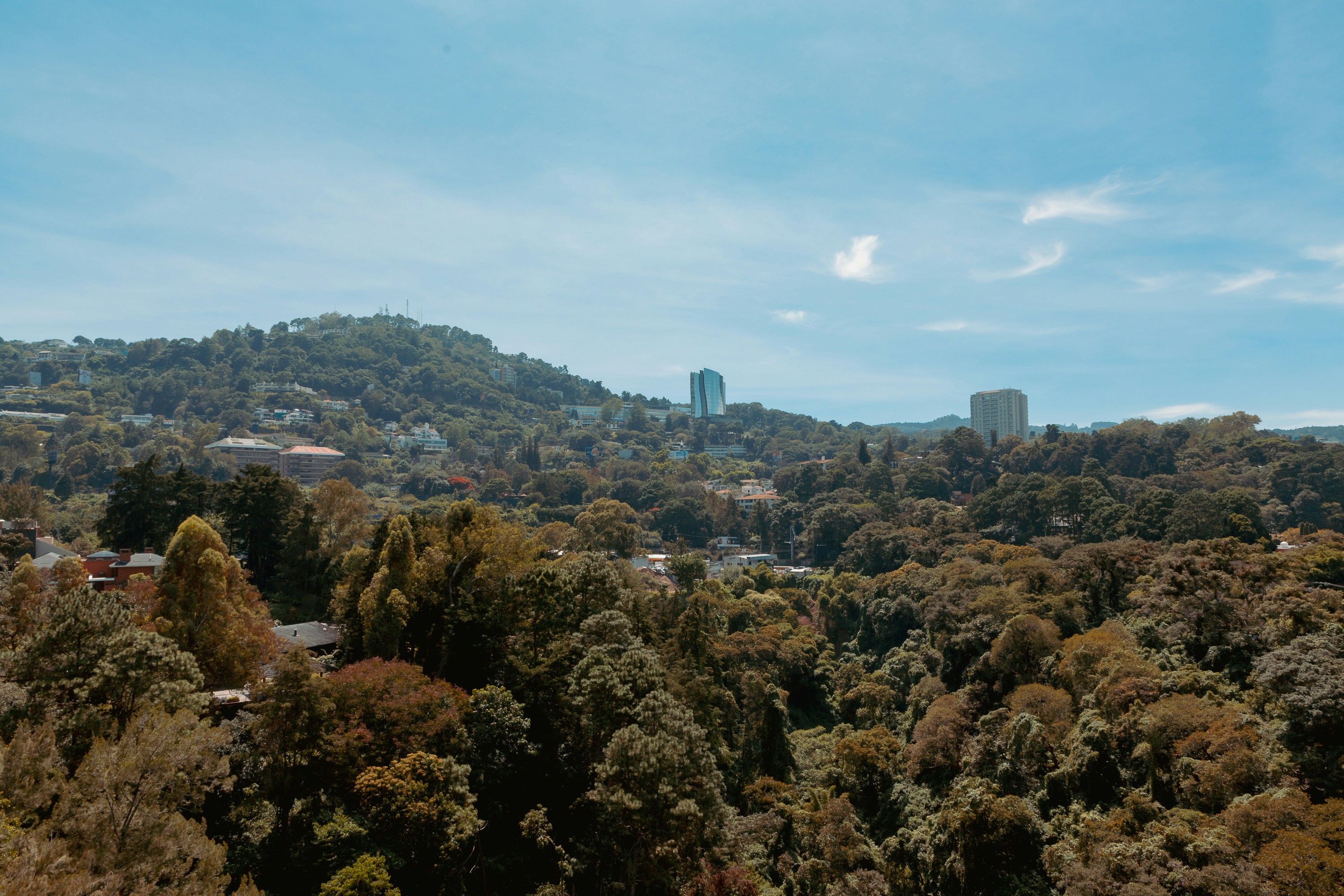 City Ridge Overlook: Distant Towers Rising Above a Golden Forest