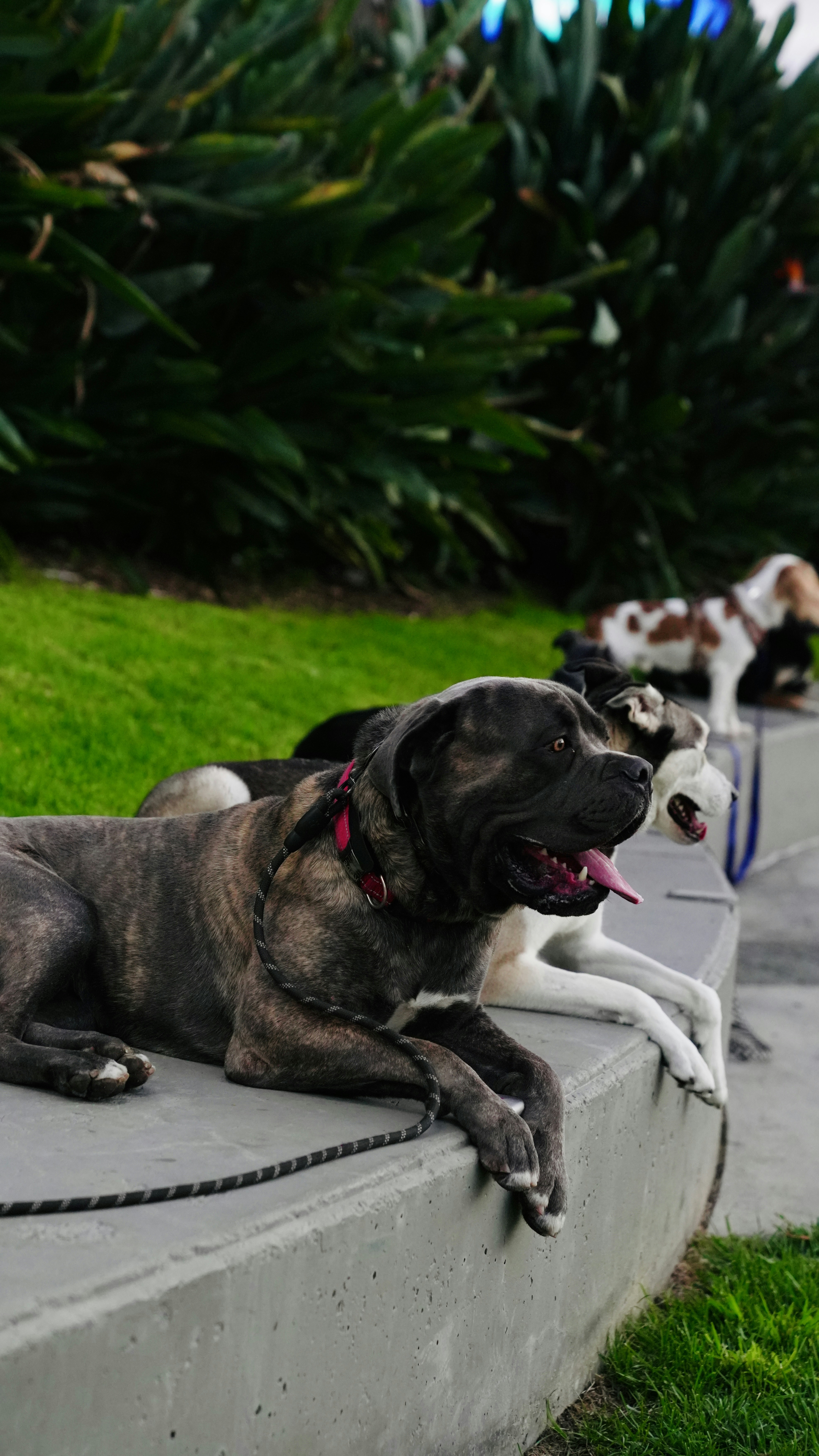 Lounge of the Lab: A Row of Relaxed Dogs Along a Concrete Edge