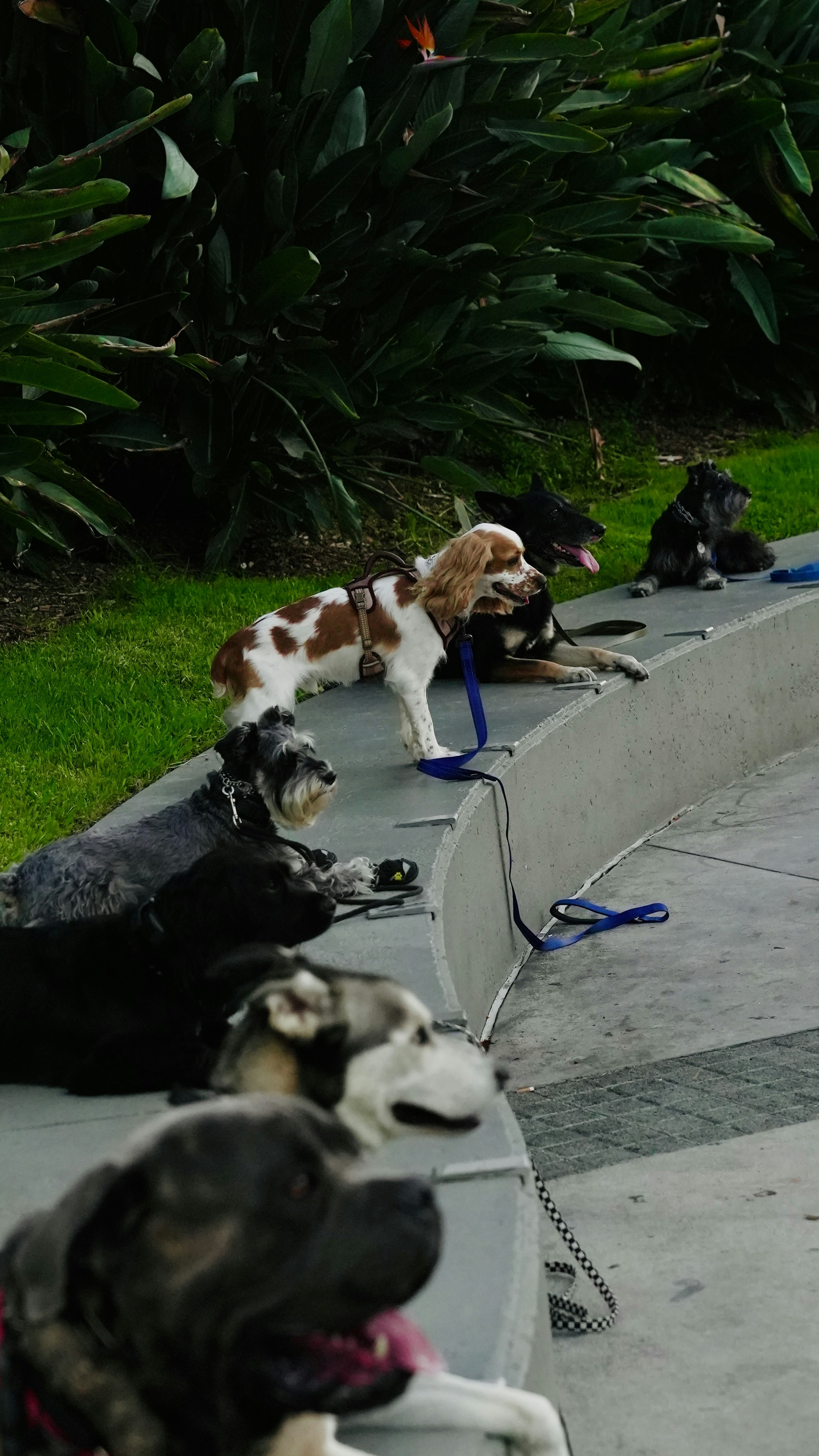 Row of Park-boundary Canines Waiting in the Sun