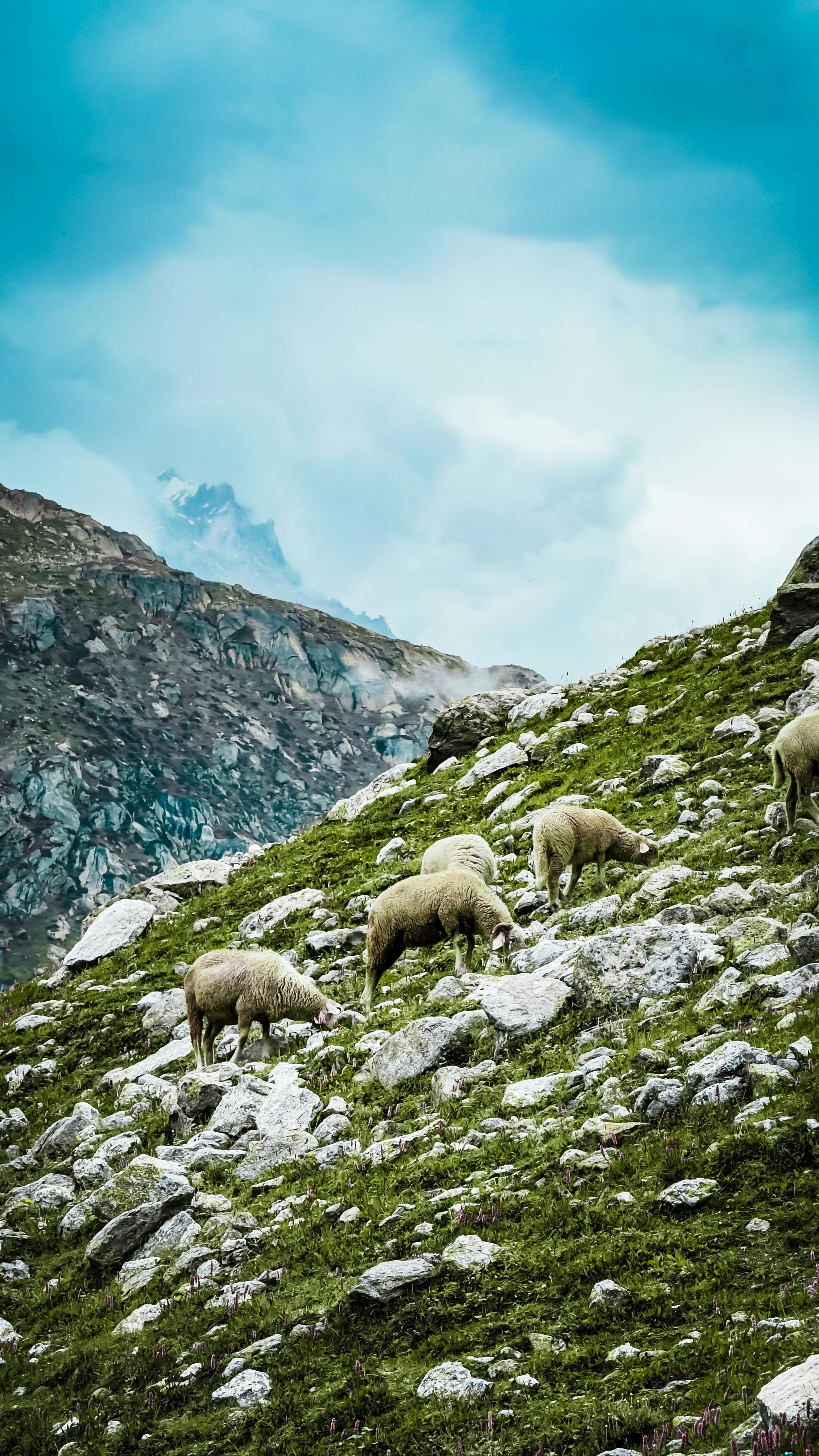 Sheep Parade Across a Rugged Mountain Slope