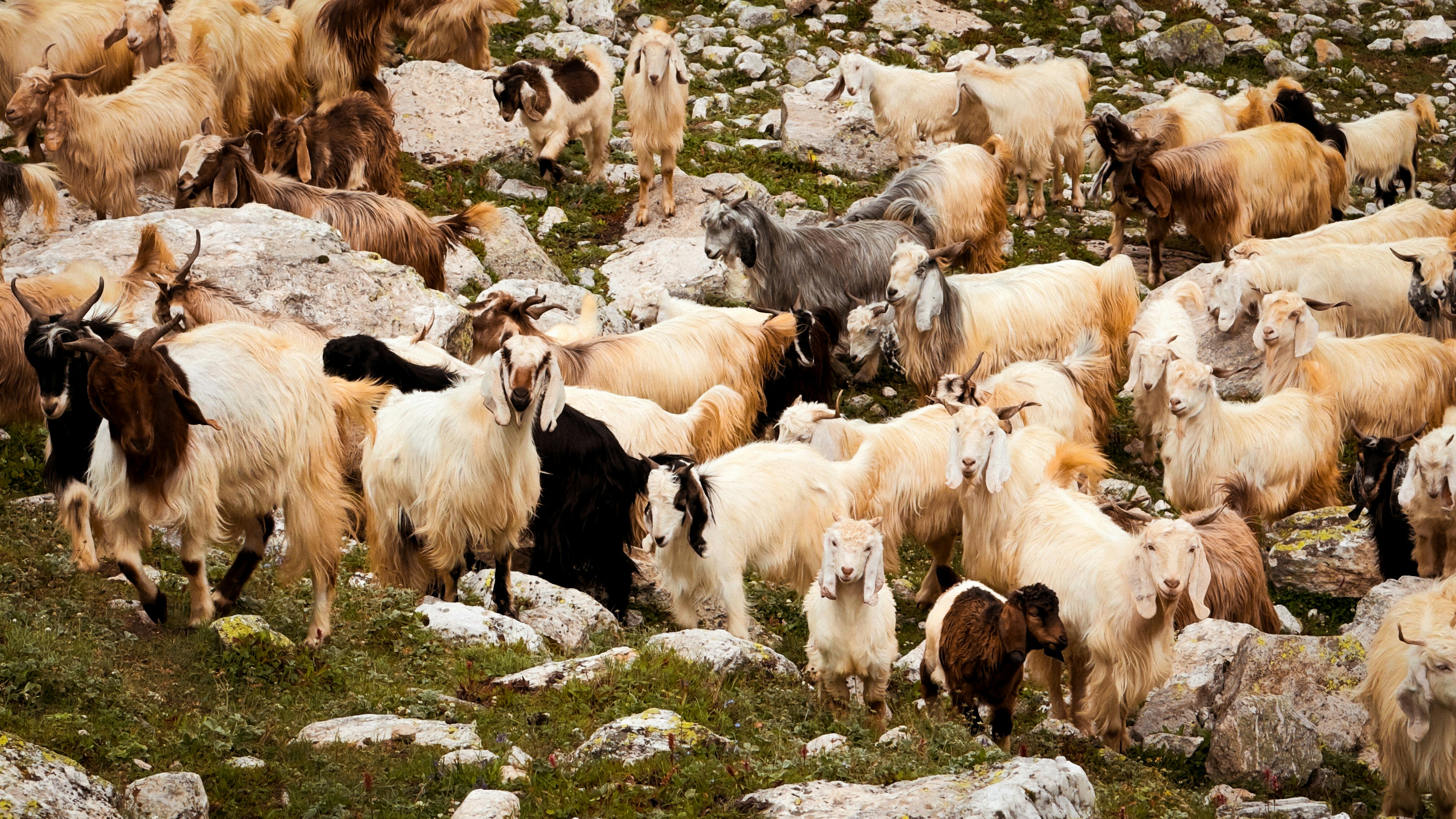 Herd of Alpine Goats and Sheep Crossing a Rocky Alpenglen Ridge