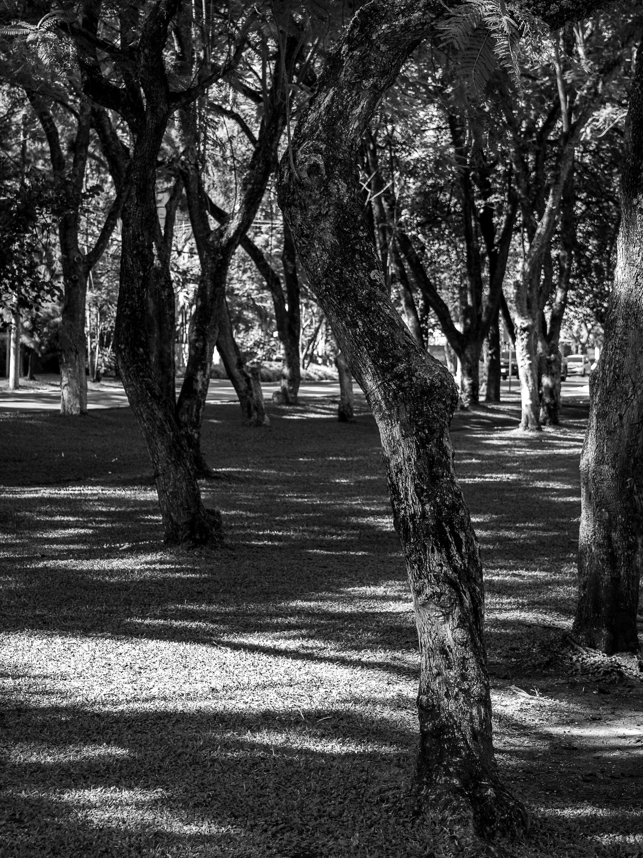 Shadowed Arboreal Aire: A Quiet Park in Mono