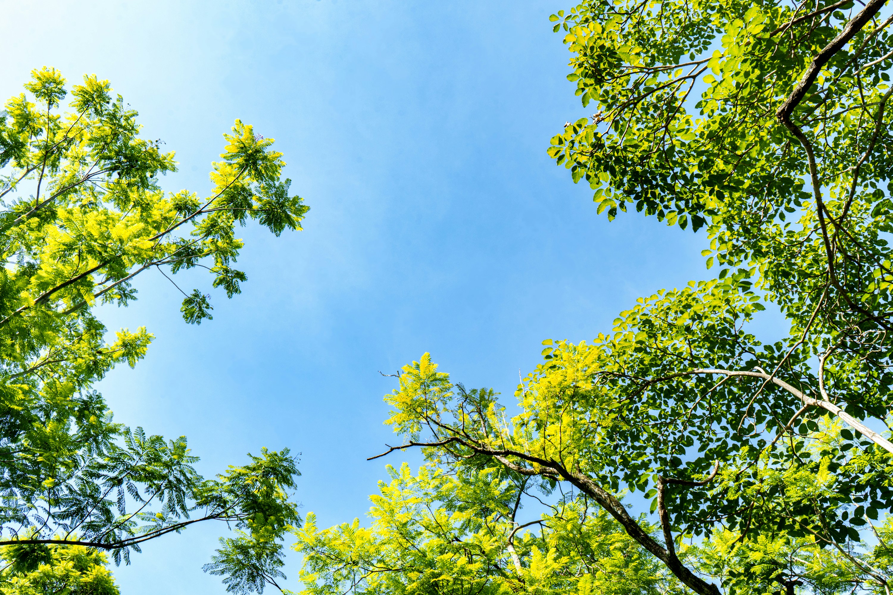 Azure Sky Framed by Verdurous Canopy