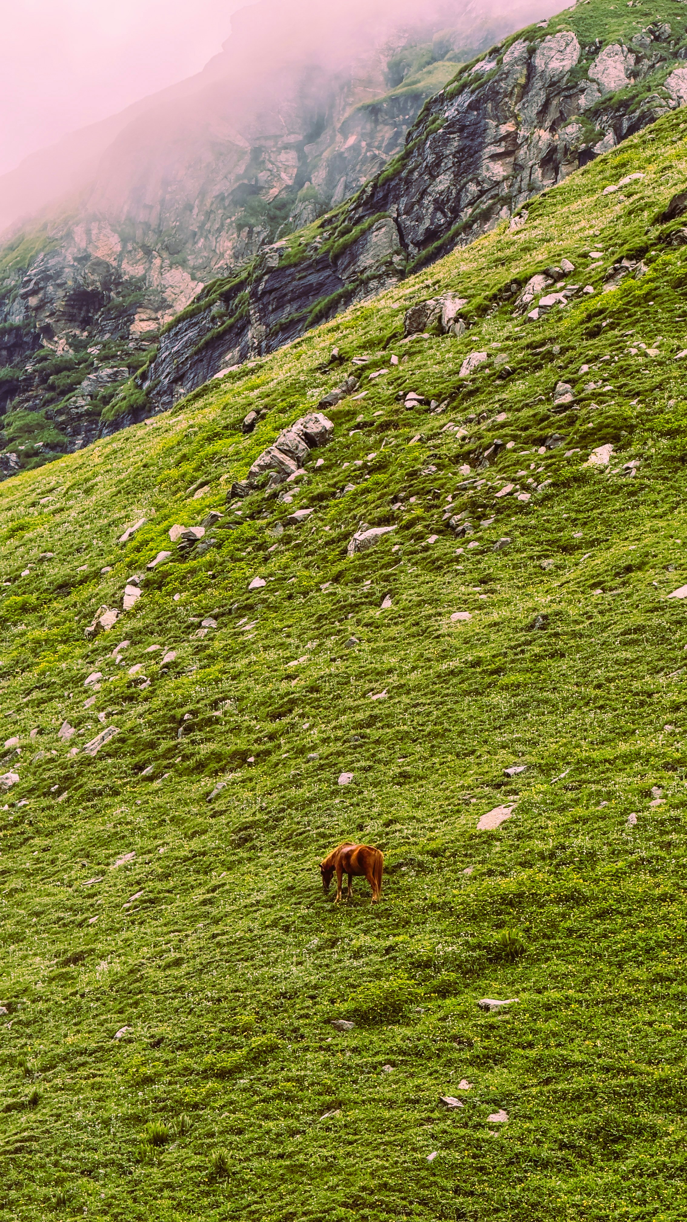 A solitary cow on a sunlit alpine slope