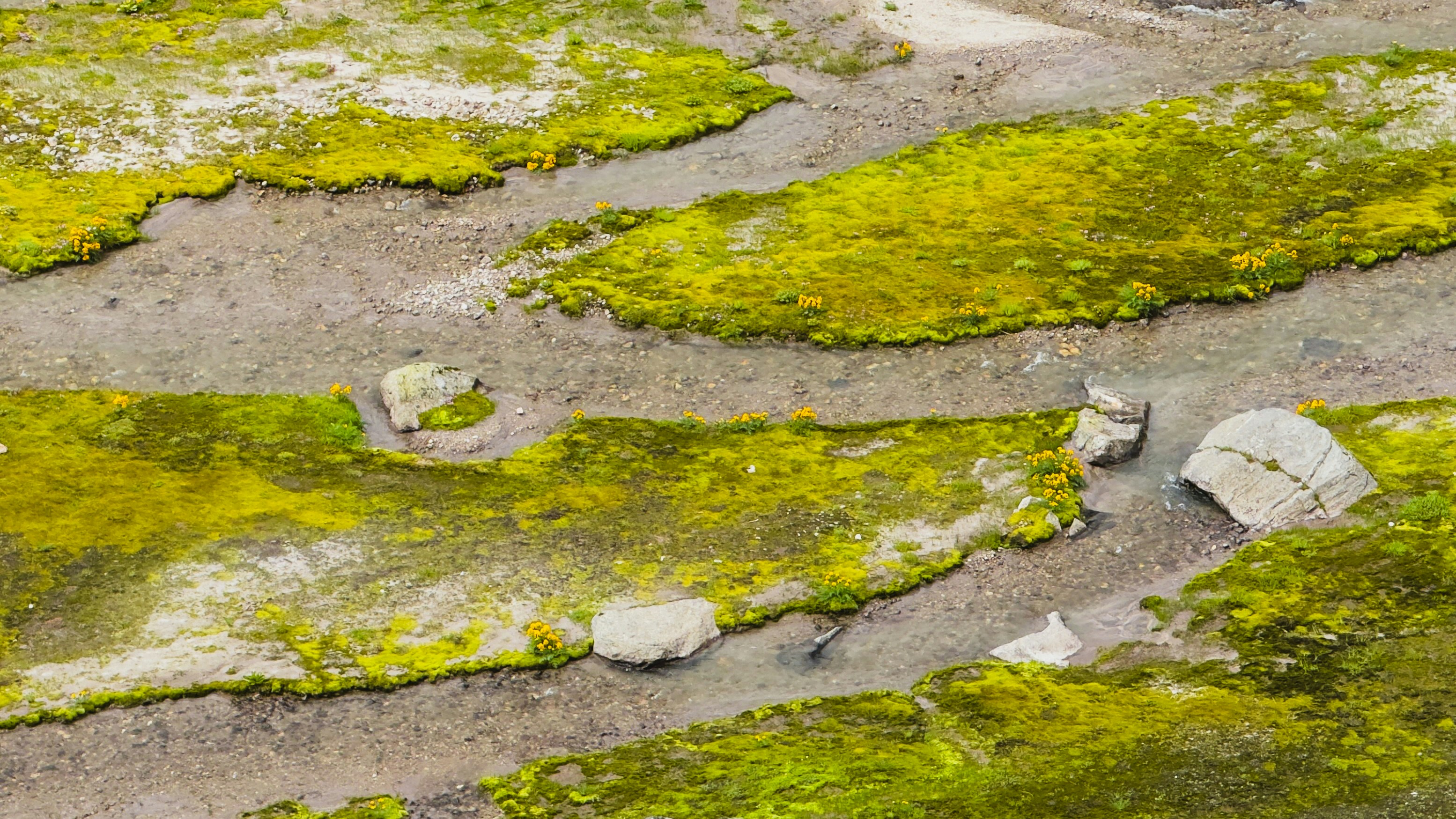 Moss-Cilled Stones in a Quiet Stream