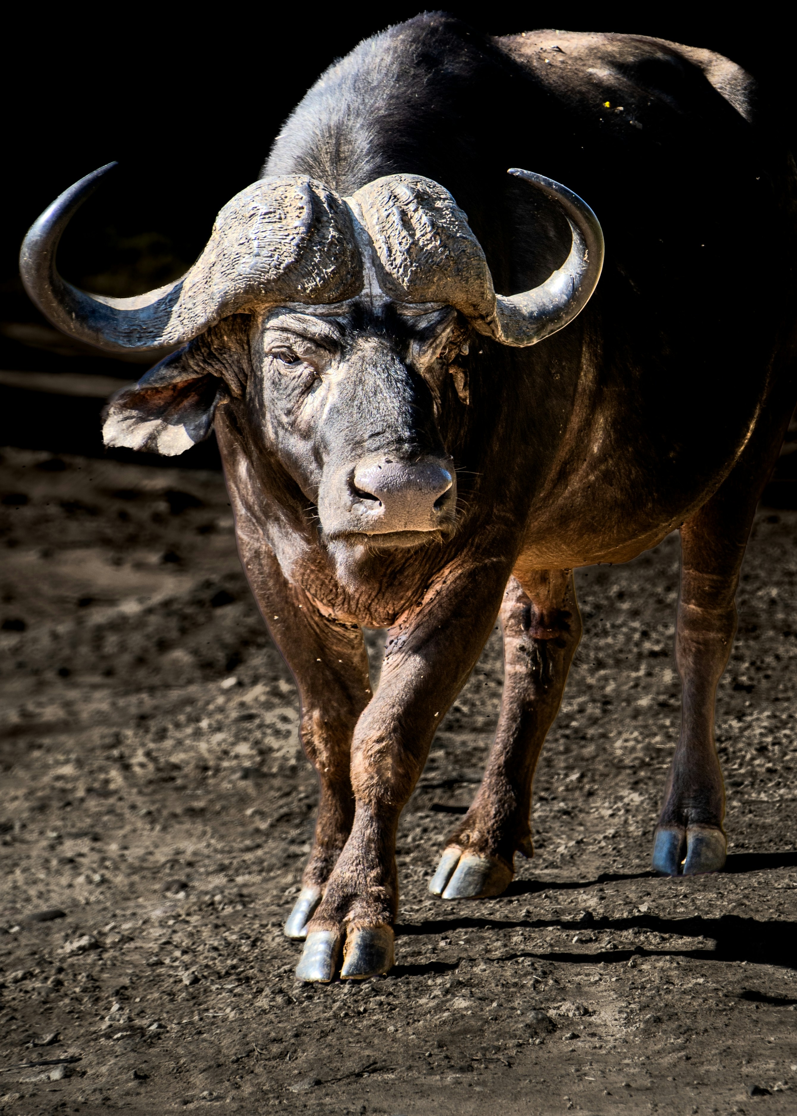 Charge at the Dawn: A Bull's Gaze