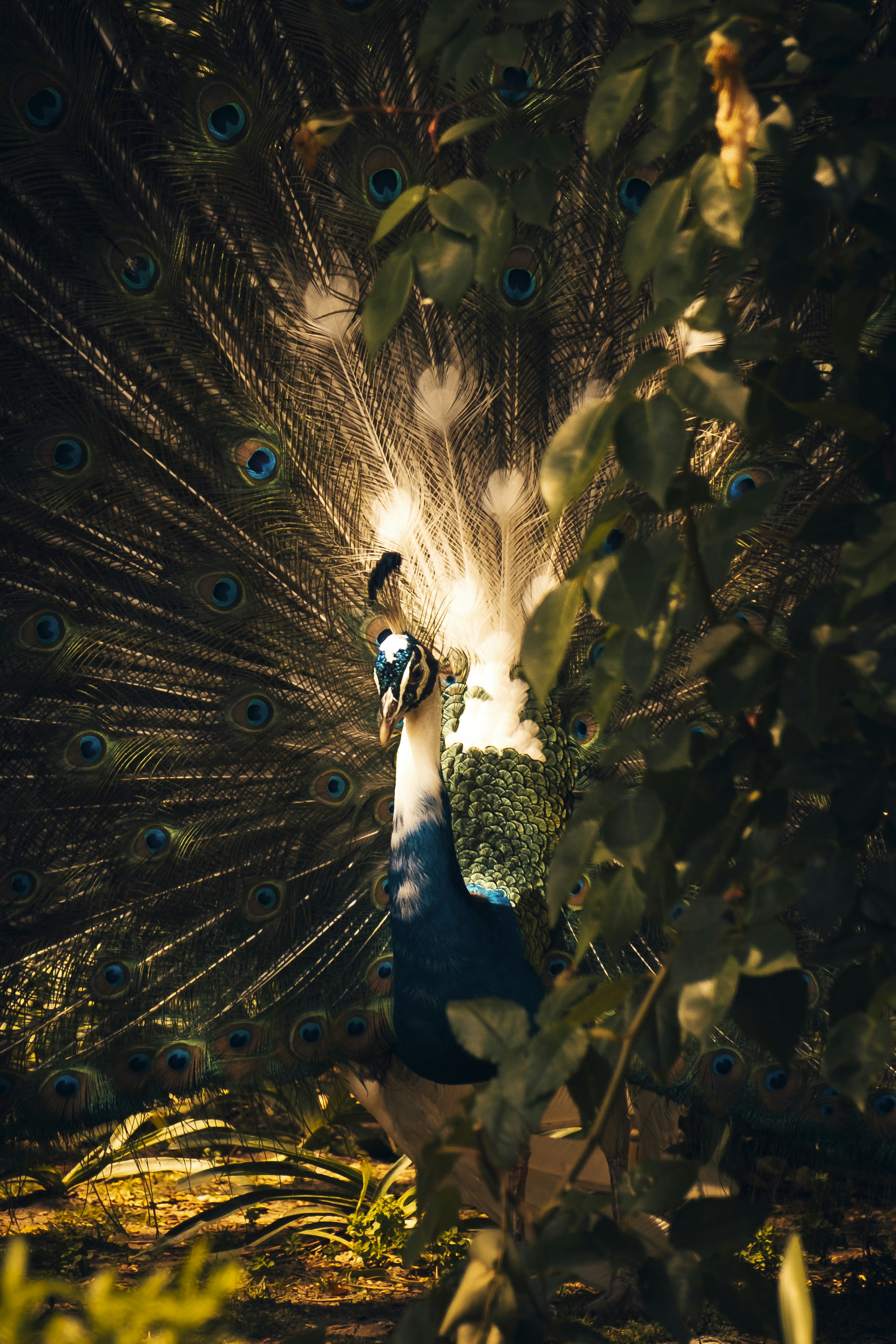 Midnight Peacock: Ember-lit Plumage Unfurls