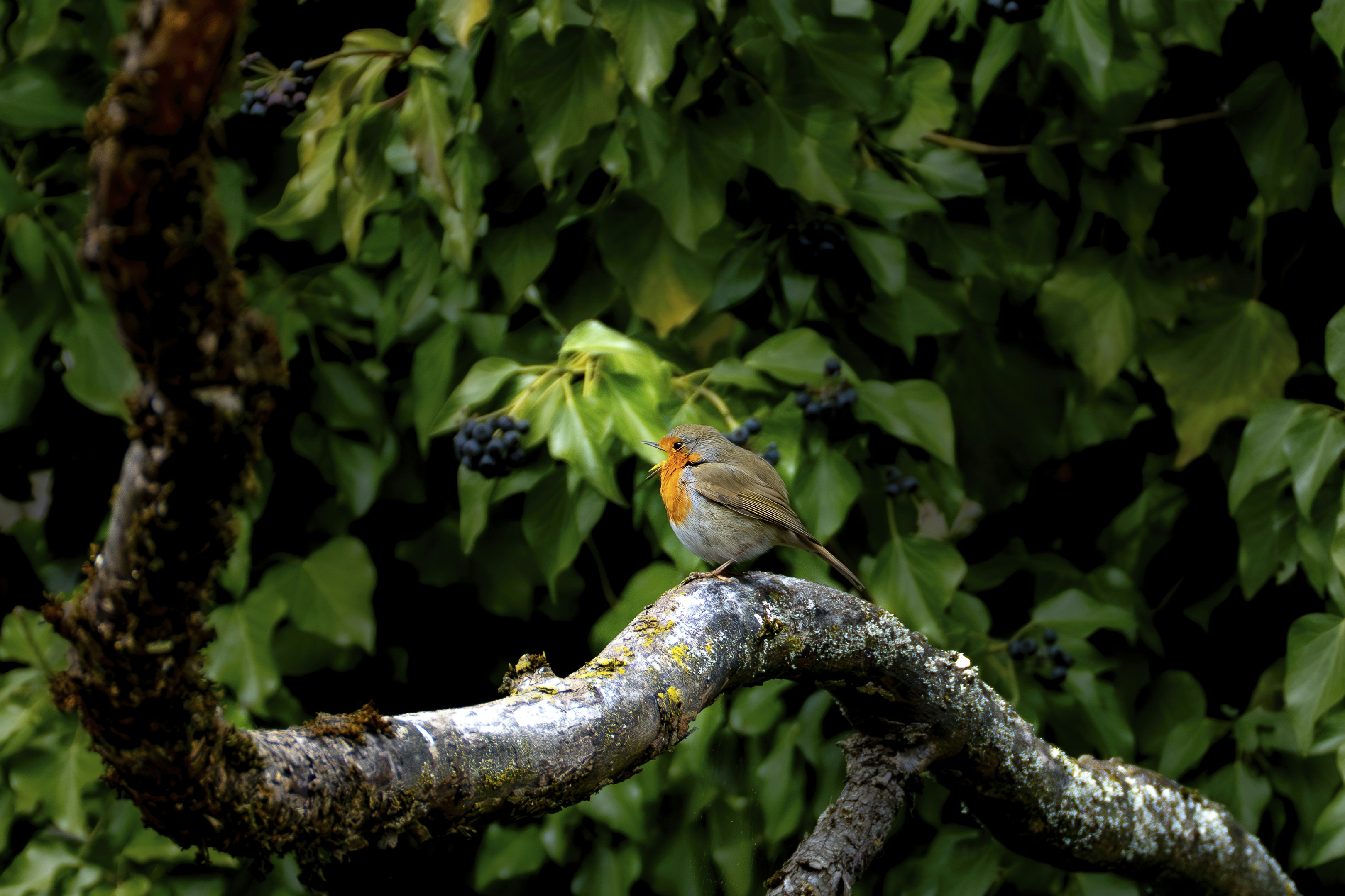 Tiny Robin on a Mossy Branch: A Moment Amid Green Canopy
