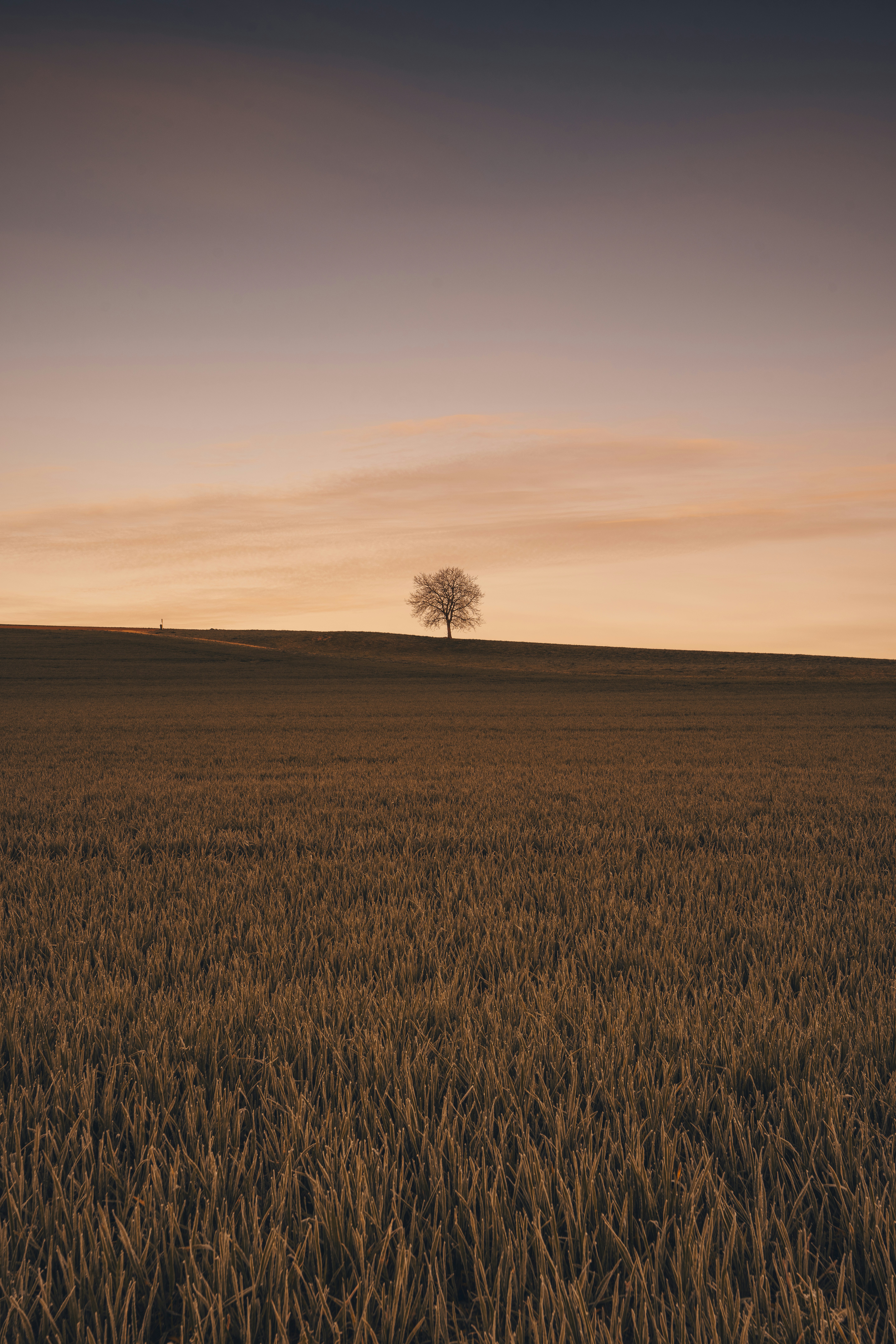  lone tree on a golden horizon