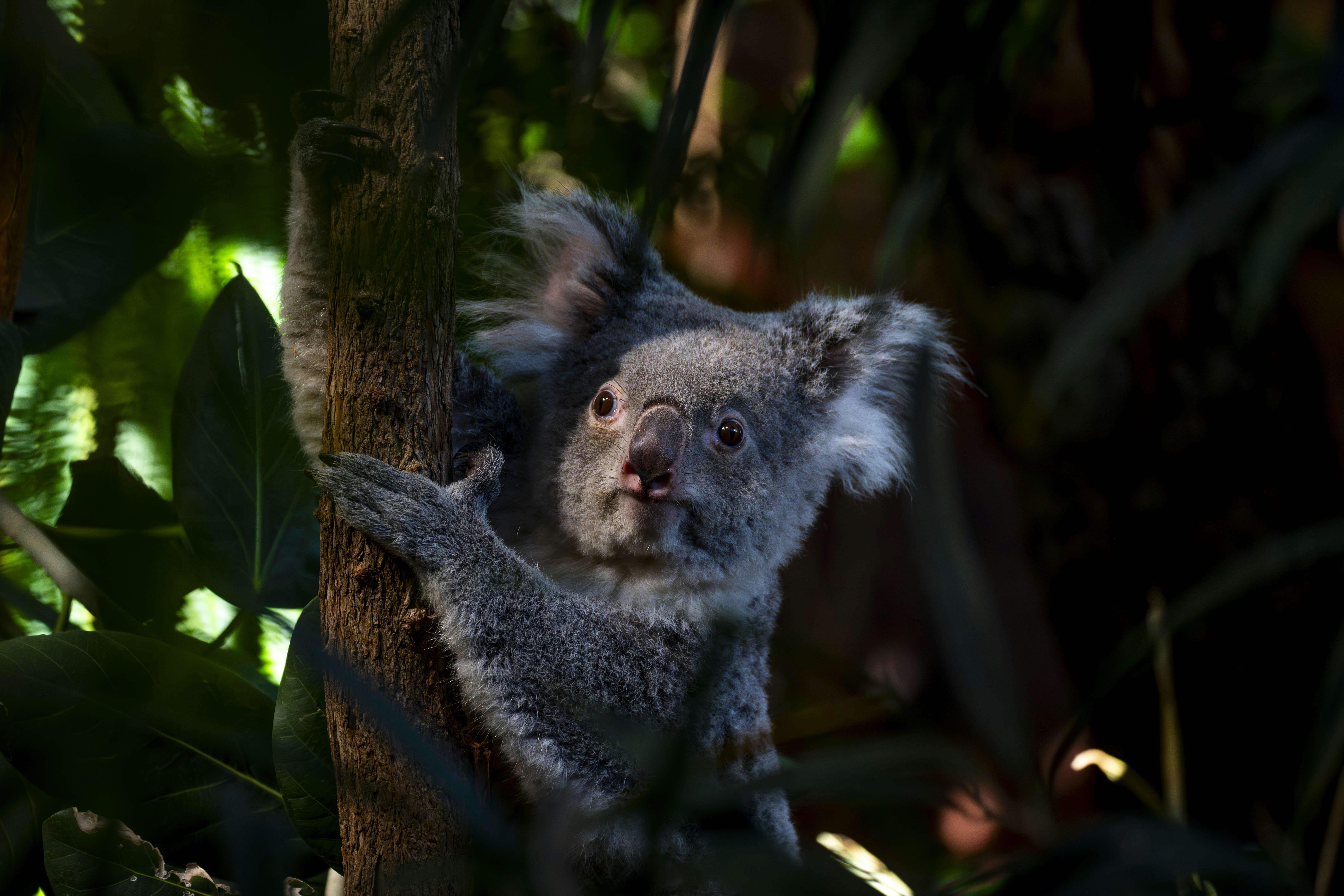 Cozy koala clings to a sunlit eucalyptus trunk