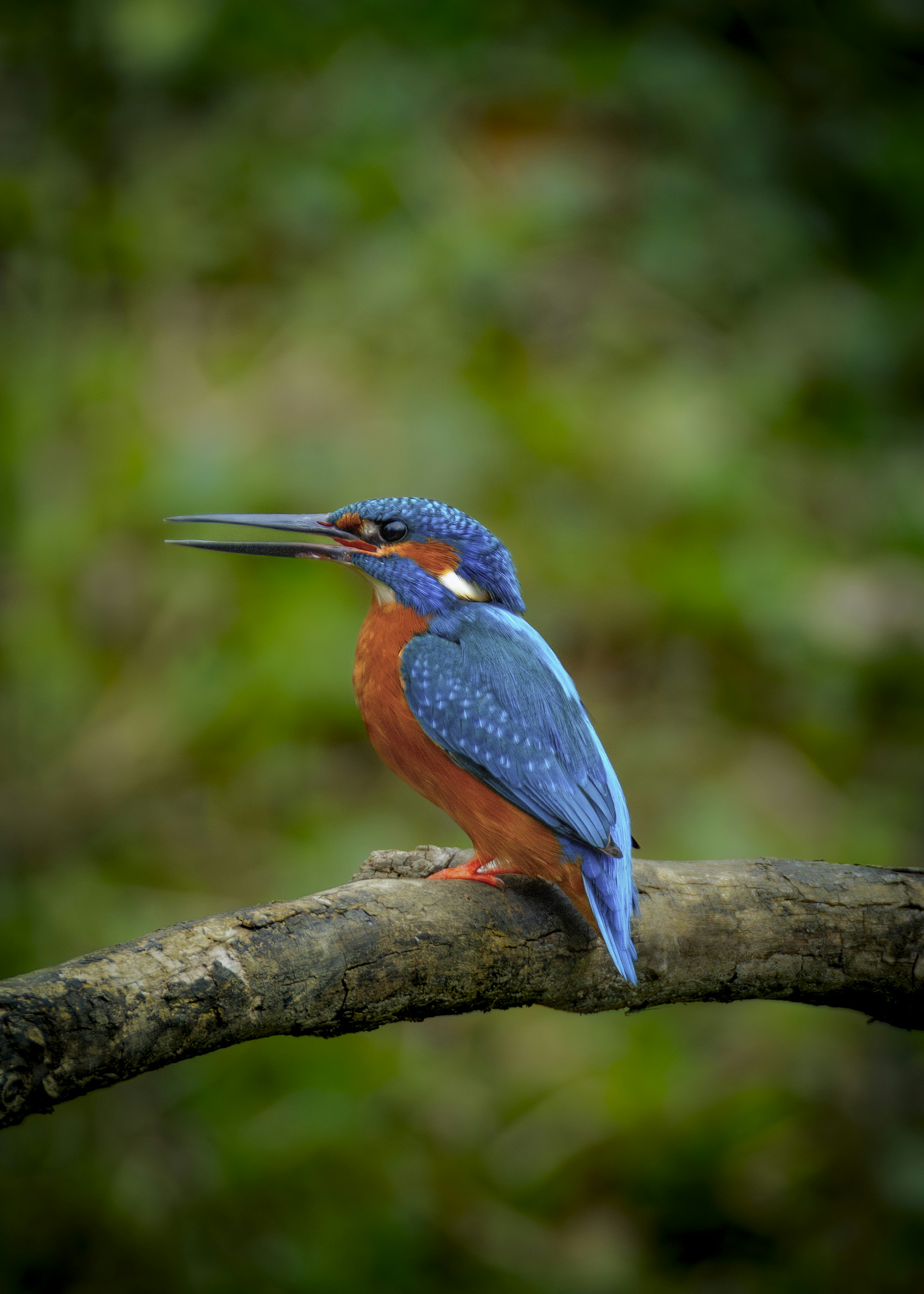 King of the Branch: A Kingfisher in Profile