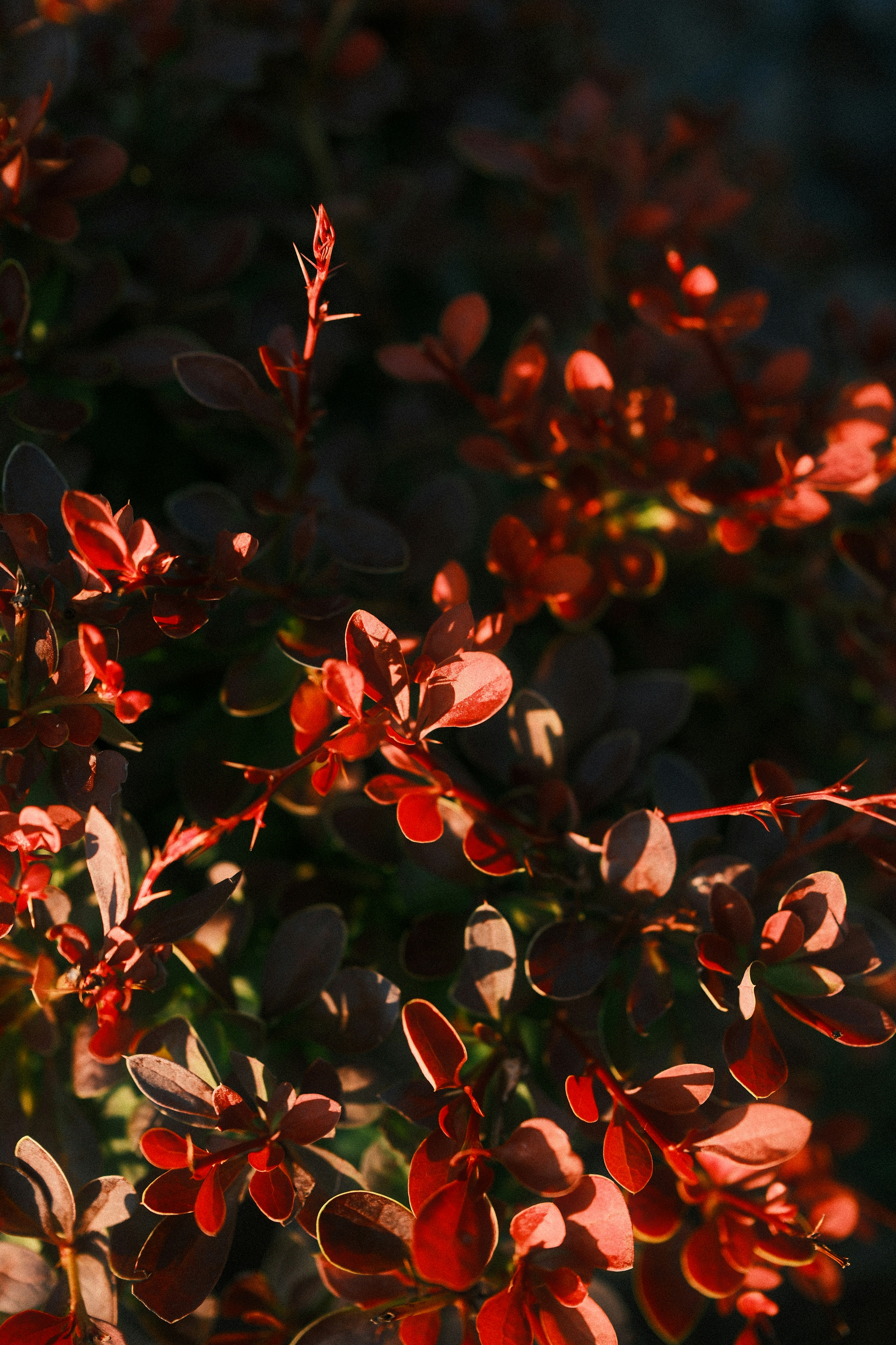 Dense red foliage bathed in warm backlight, with soft shadows and a shallow depth of field emphasizing the foreground leaves.