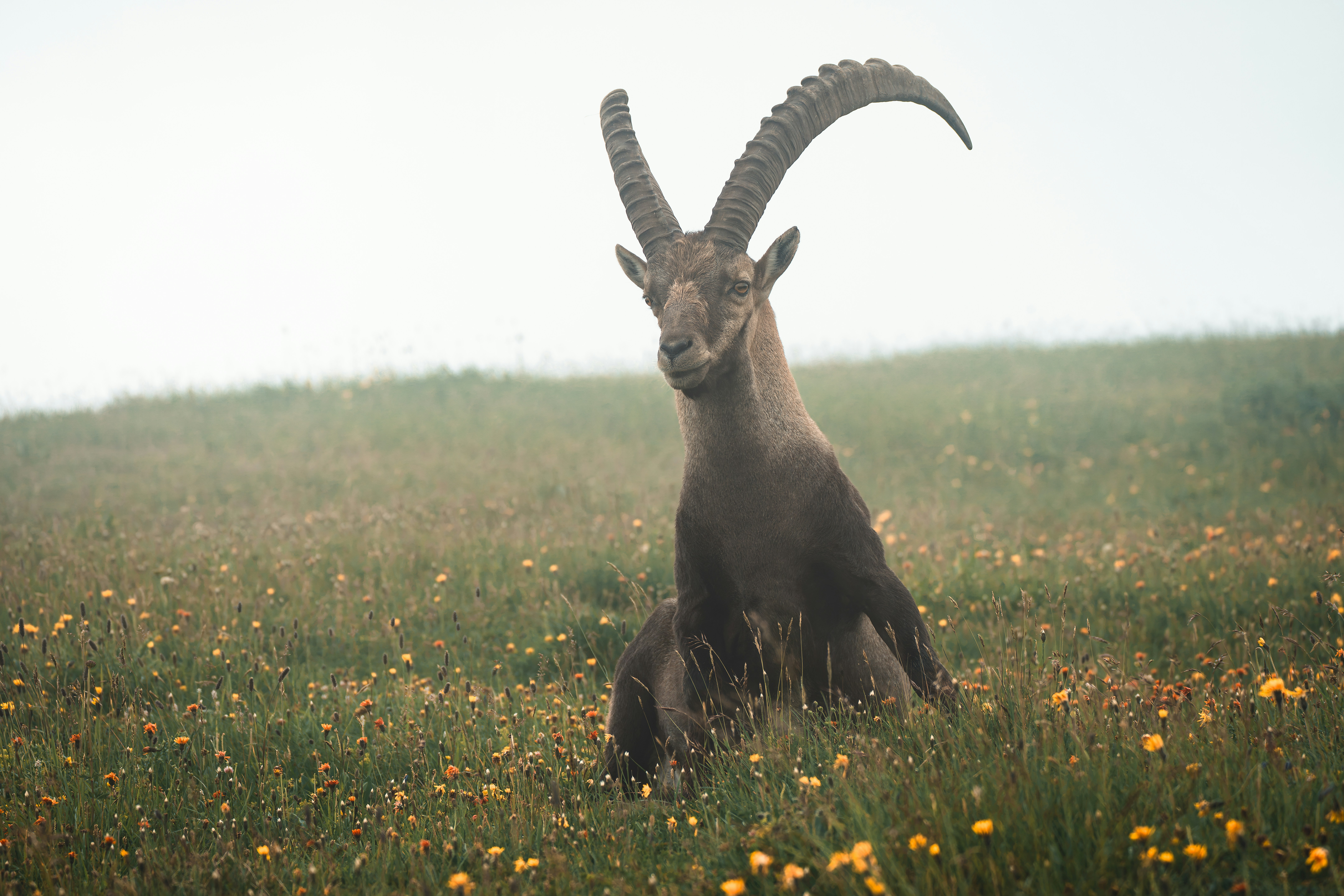 Majestic Alpine Ram Posture Beneath Overcast Skies