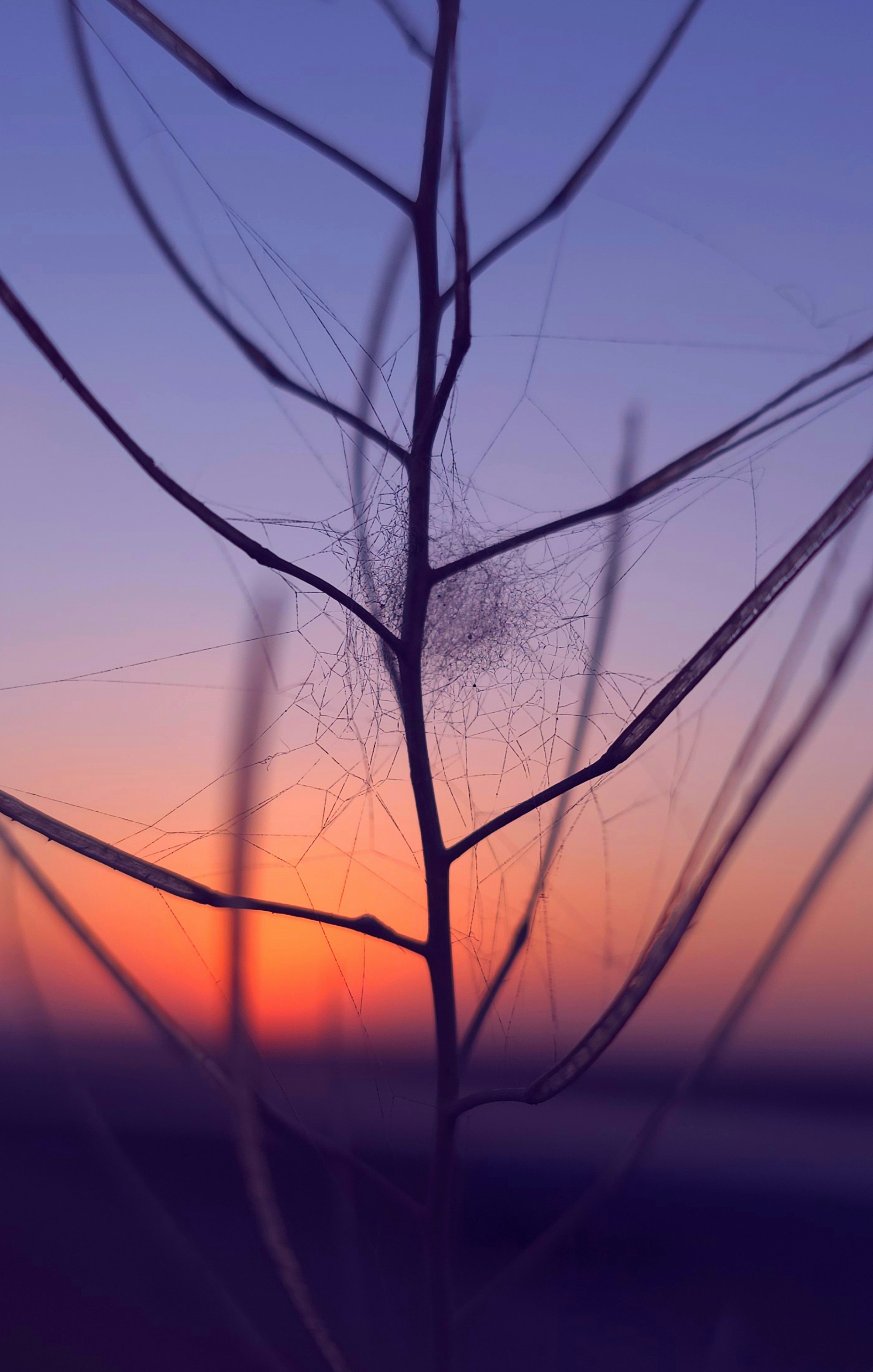 Silhouetted Branches at Dusk: A Web of Threads and Color