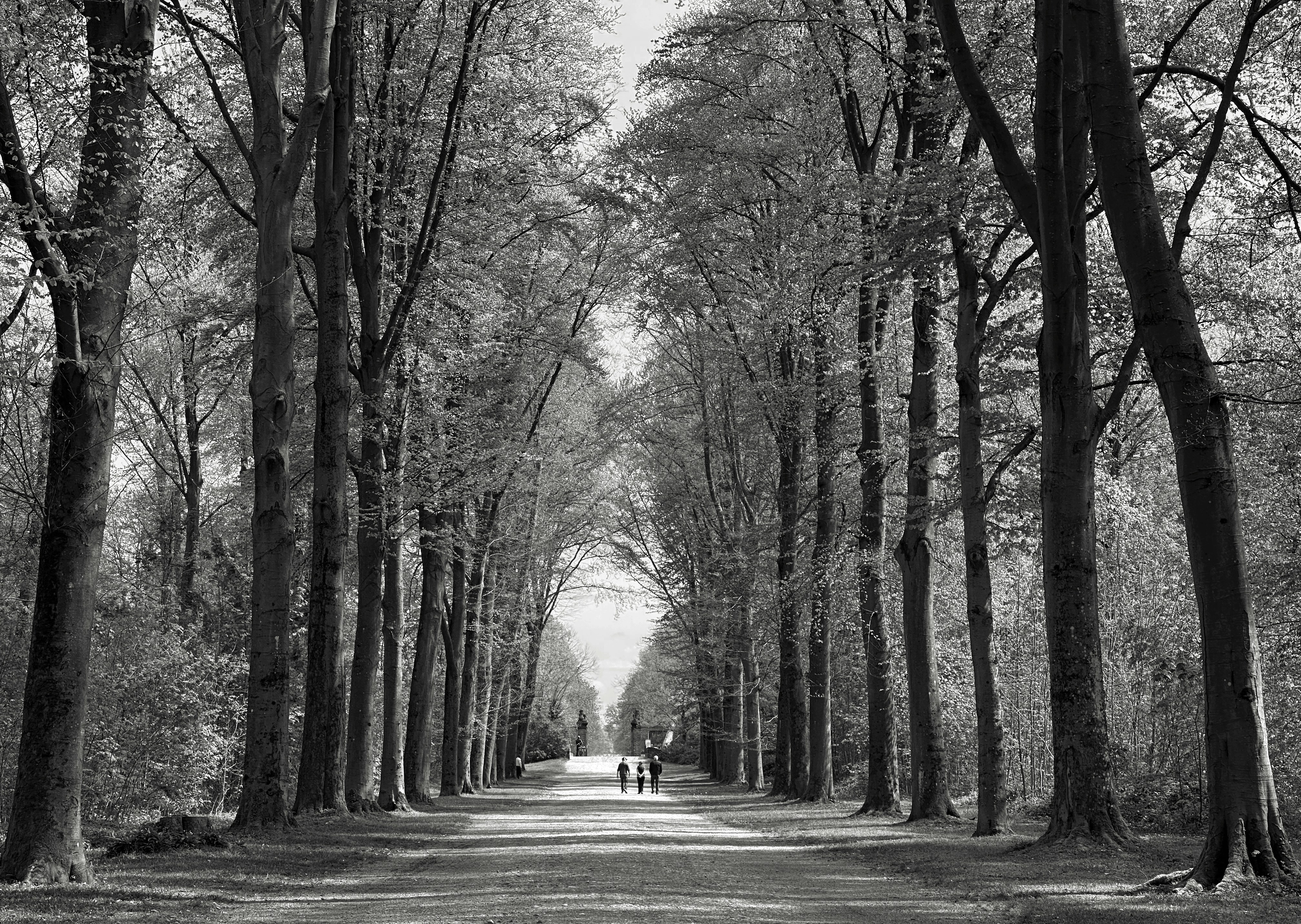 Symmetrical Tree Aisle: A Quiet Walk Toward Light