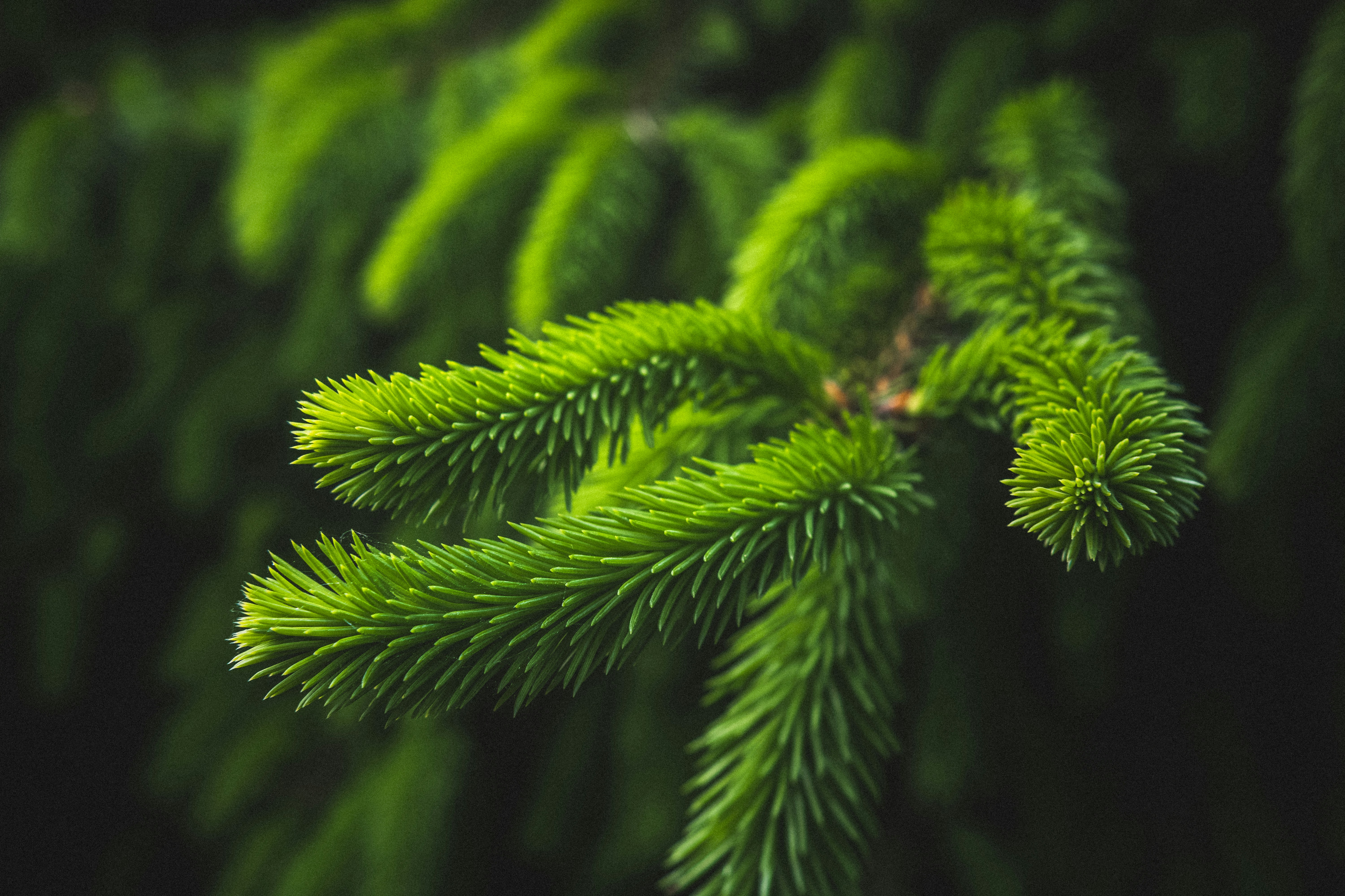 Emerald Pine Needle Portrait
