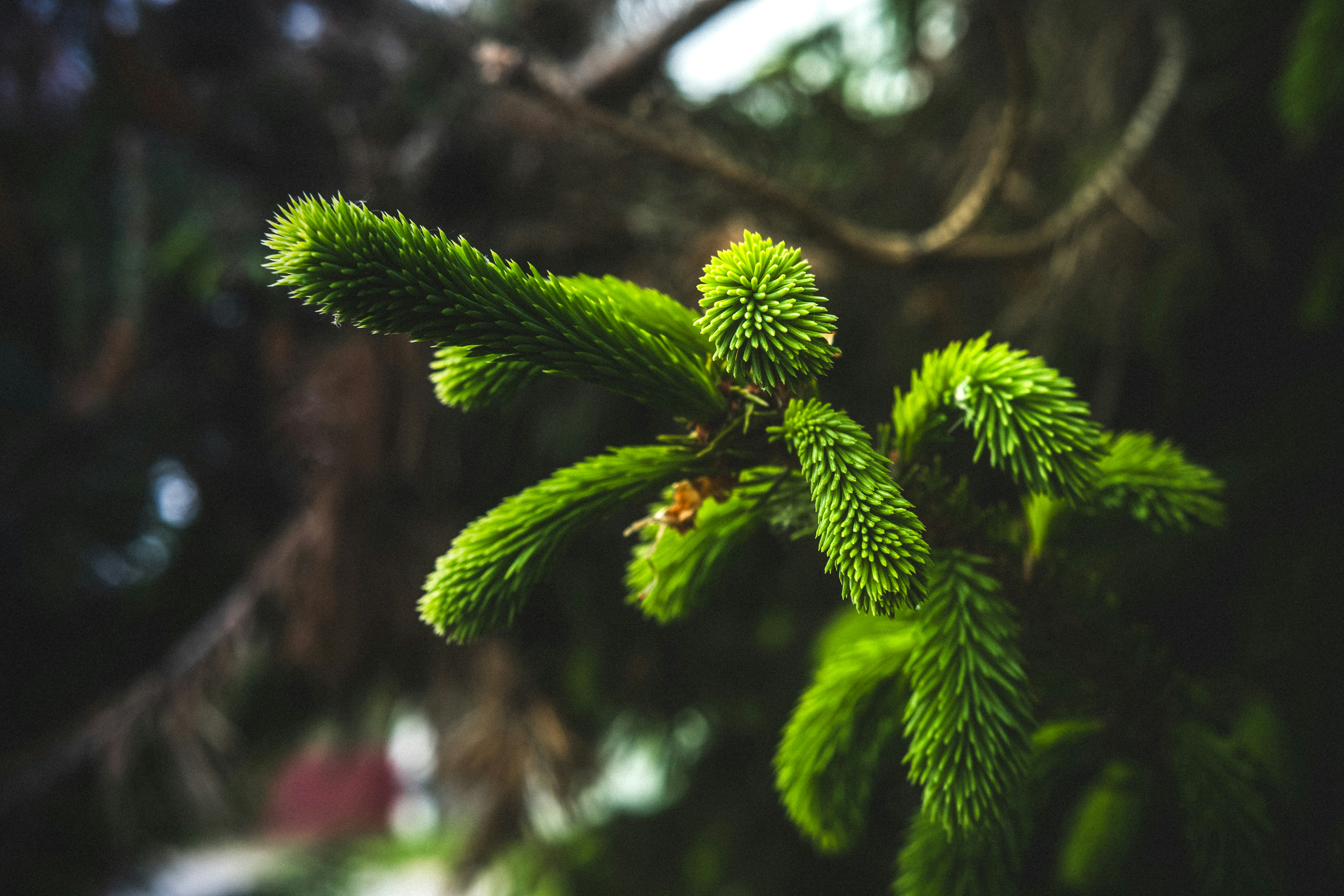 Emerald Sprig in Sharp Focus